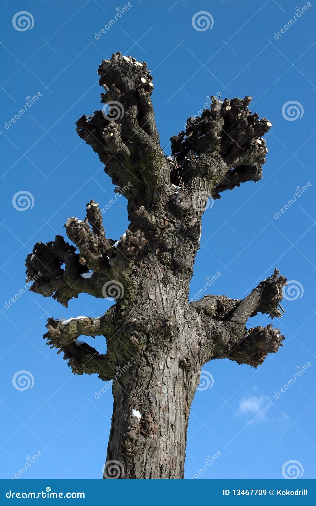 Defoliated trees on street stock image. Image of plant - 13467709