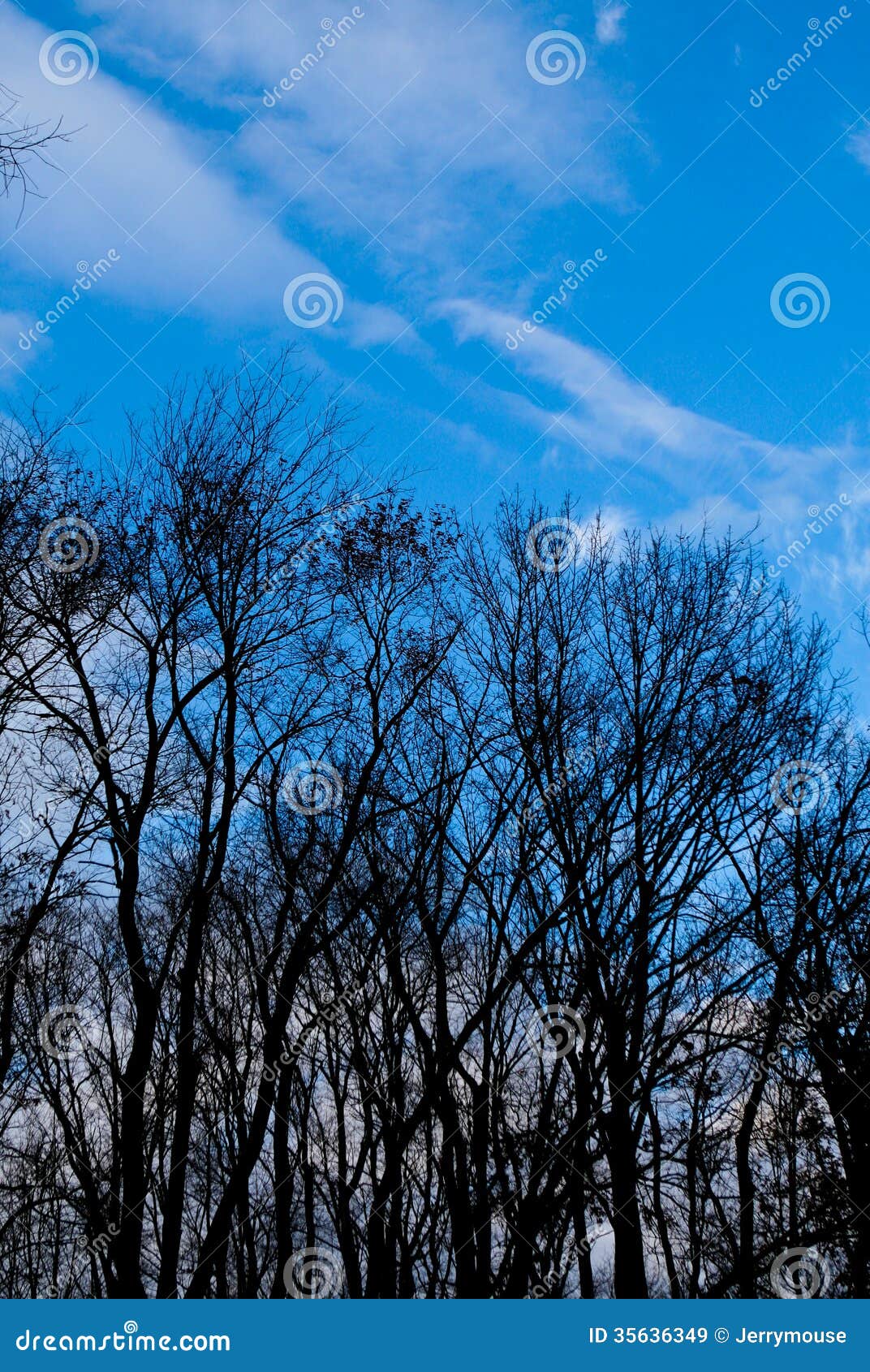 Defoliated Trees in Winter stock image. Image of nature - 35636349