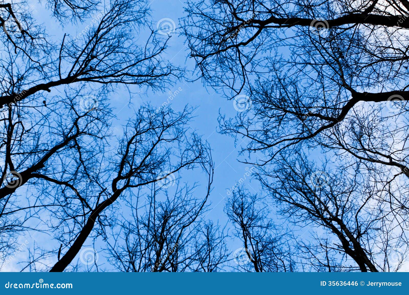 Defoliated Trees in Winter stock photo. Image of natural - 35636446