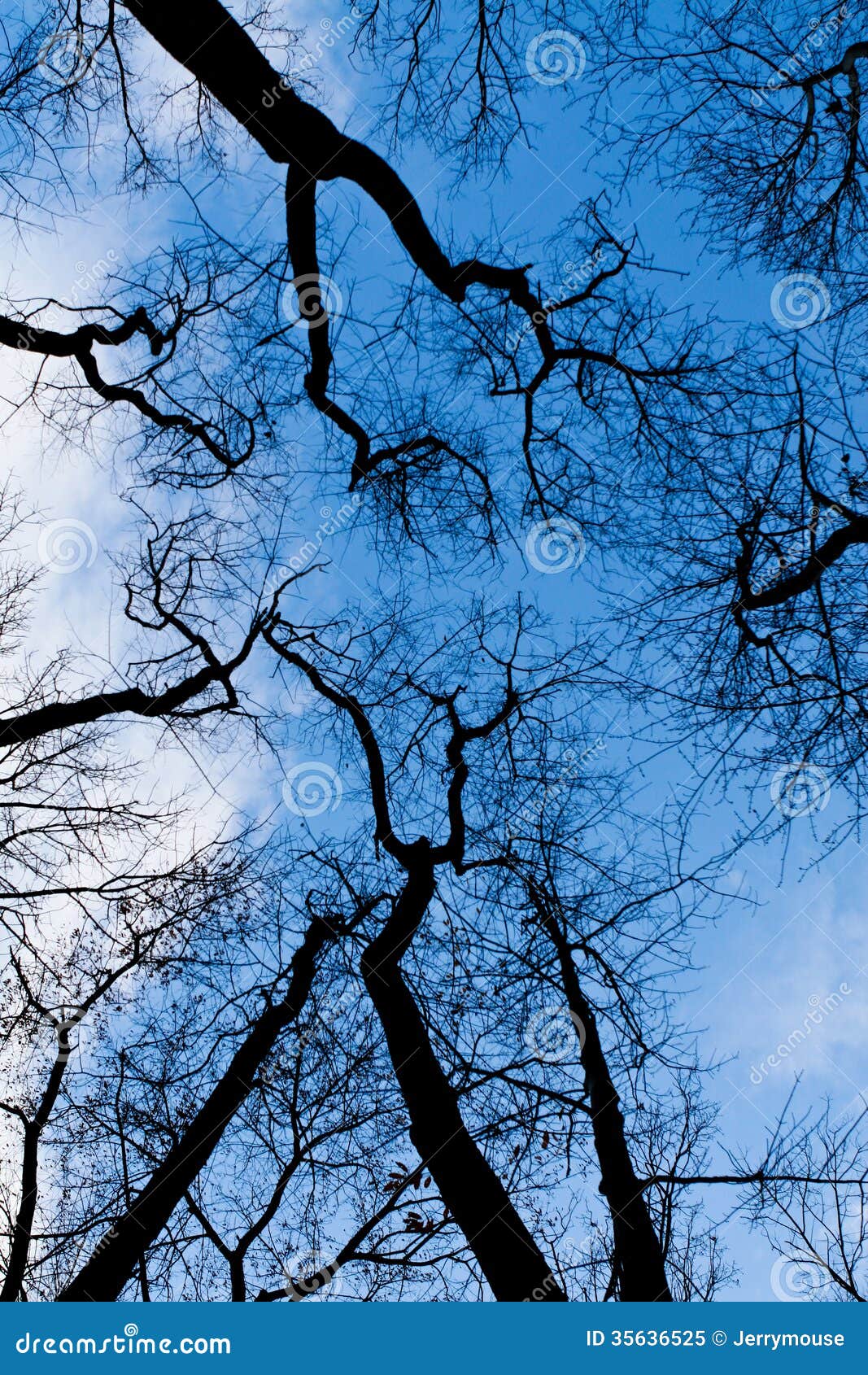 Defoliated Trees in Winter stock image. Image of branch - 35636525