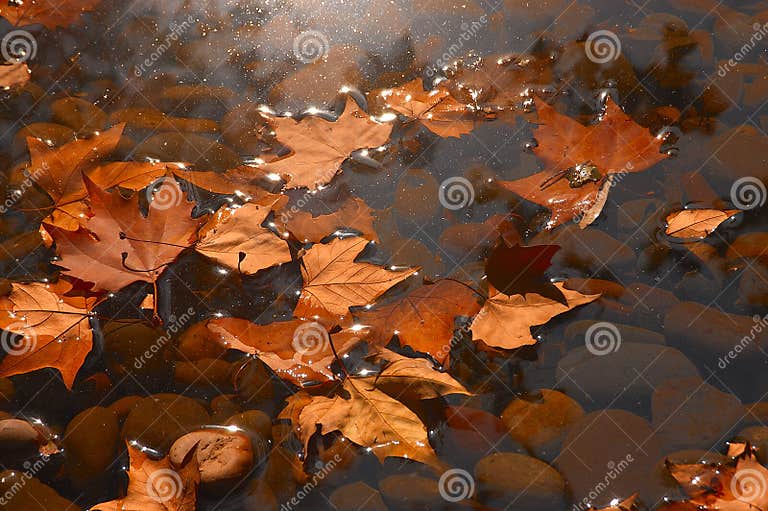 Defoliation stock image. Image of inverted, landscape - 16744991