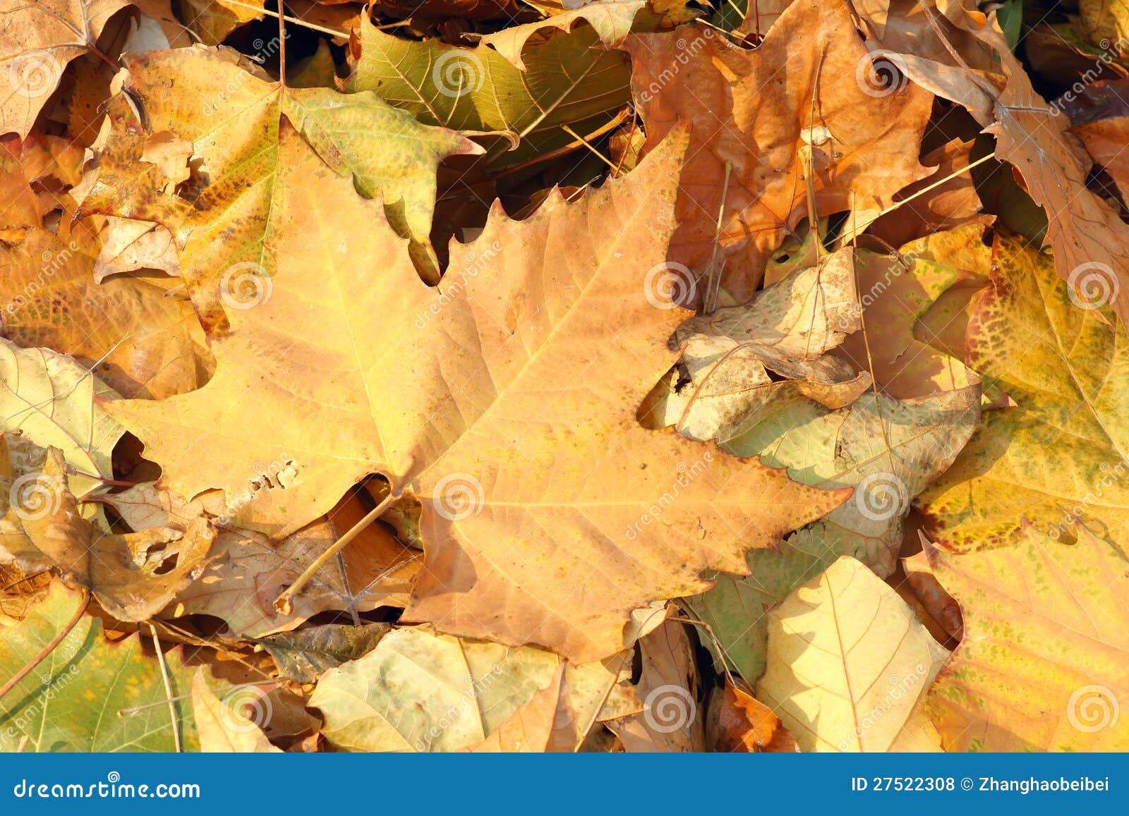 Defoliation stock photo. Image of autumnal, sycamore - 27522308