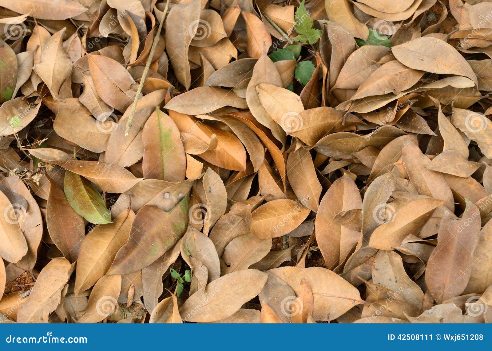 Defoliation Stock Photo - Image: 42508111