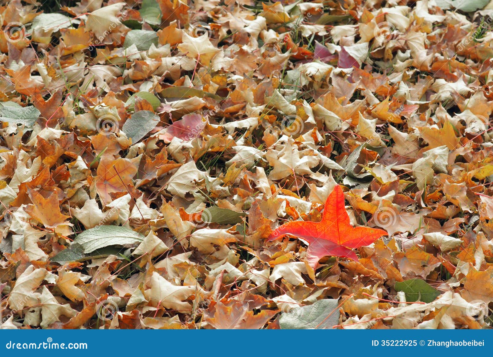 Defoliation stock image. Image of trees, maple, fallen - 35222925