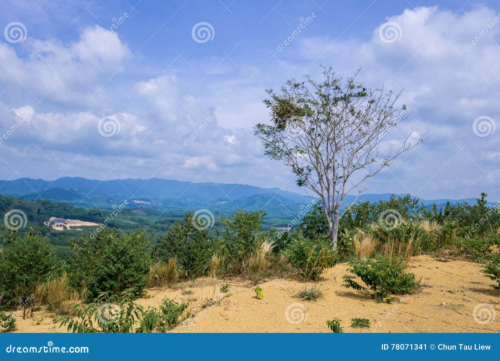 Defoliation Tree stock image. Image of lonely, forest - 78071341