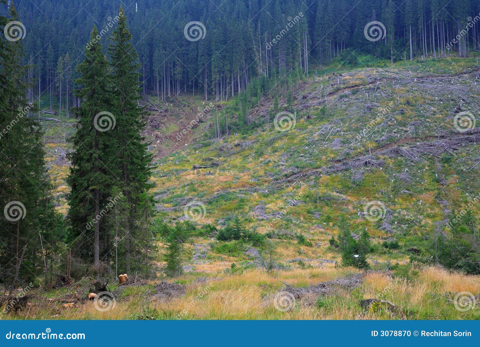 Deforest stock photo. Image of scenery, environment, tree - 3078870
