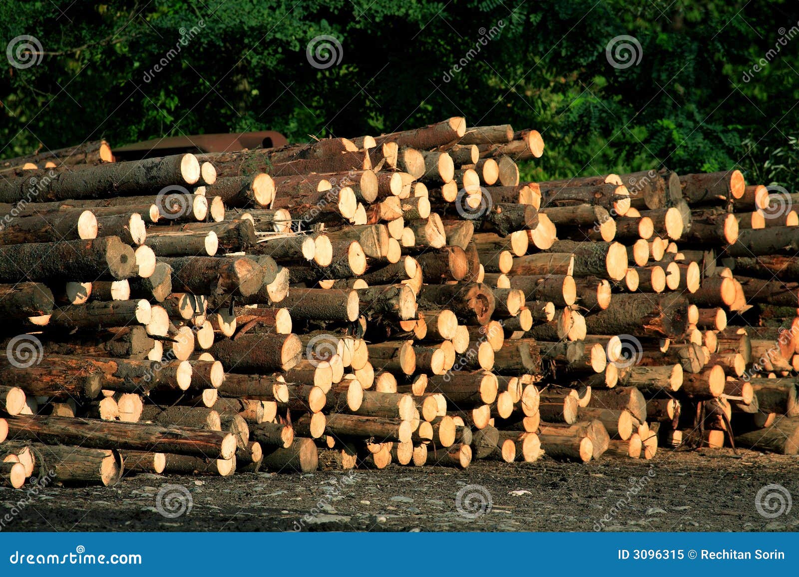 Deforest stock image. Image of business, industries, pile - 3096315