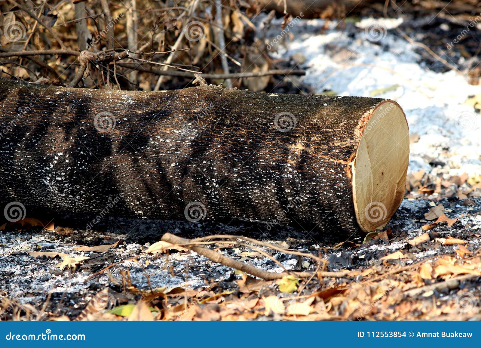 154 Tree Stumps Deforest Stock Photos - Free & Royalty-Free Stock ...