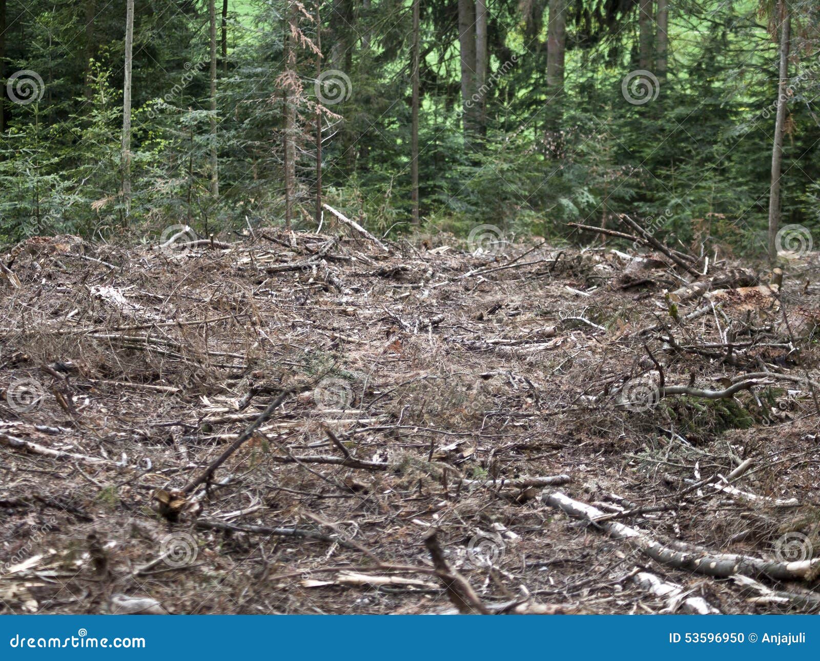 Deforest destroyed wood stock photo. Image of space, damage - 53596950