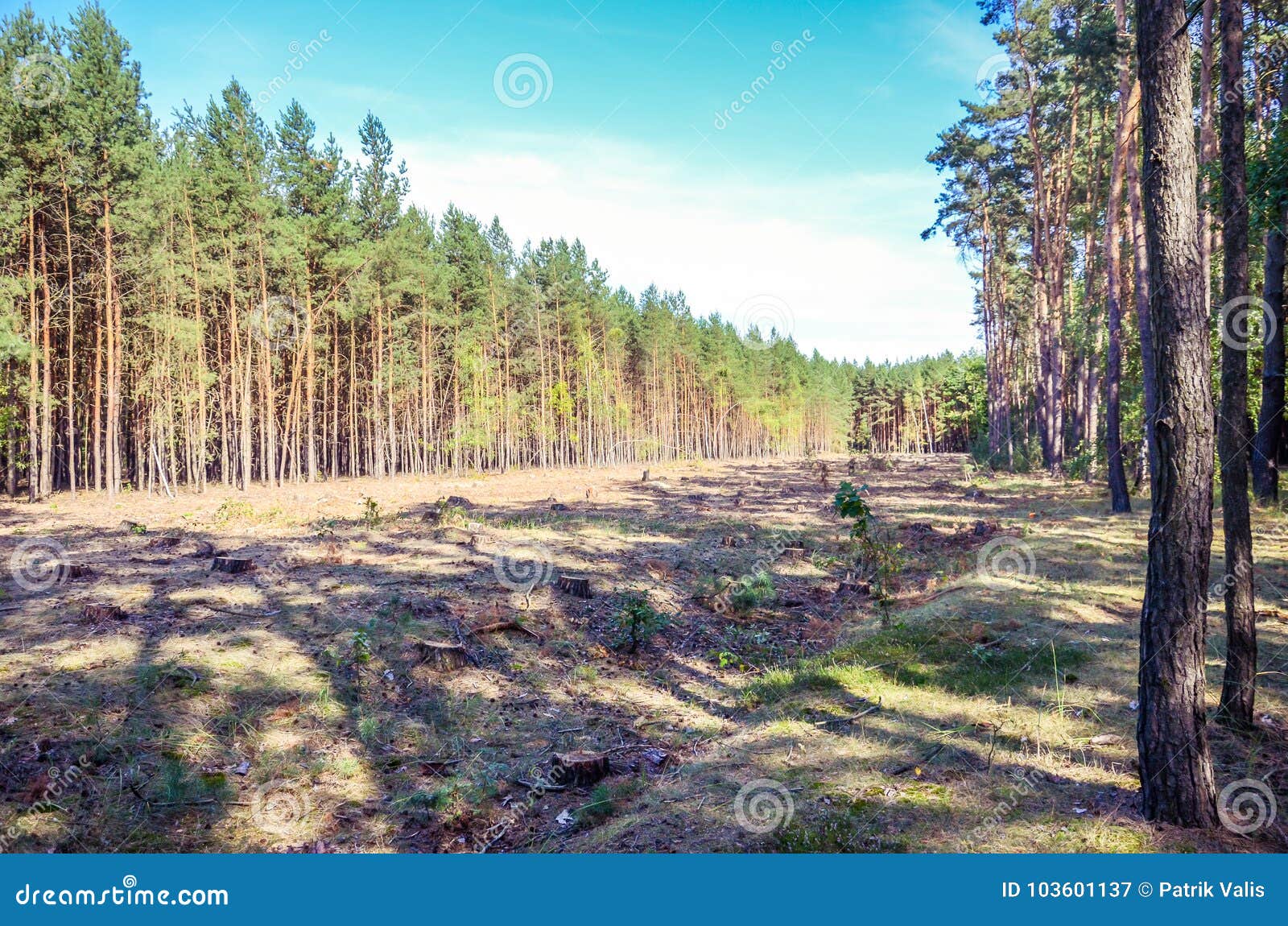 Deforestated Forest in the Middle of a Forest. Stock Image - Image of ...