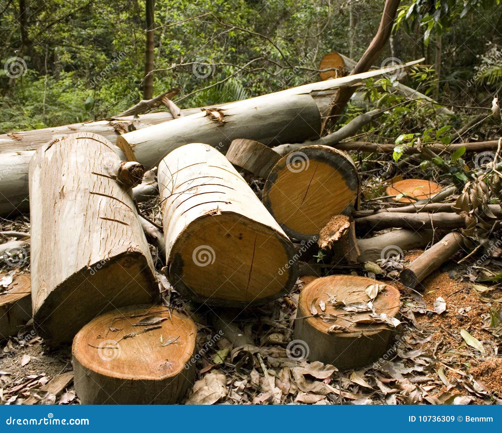 Deforestation stock image. Image of national, park, dead - 10736309