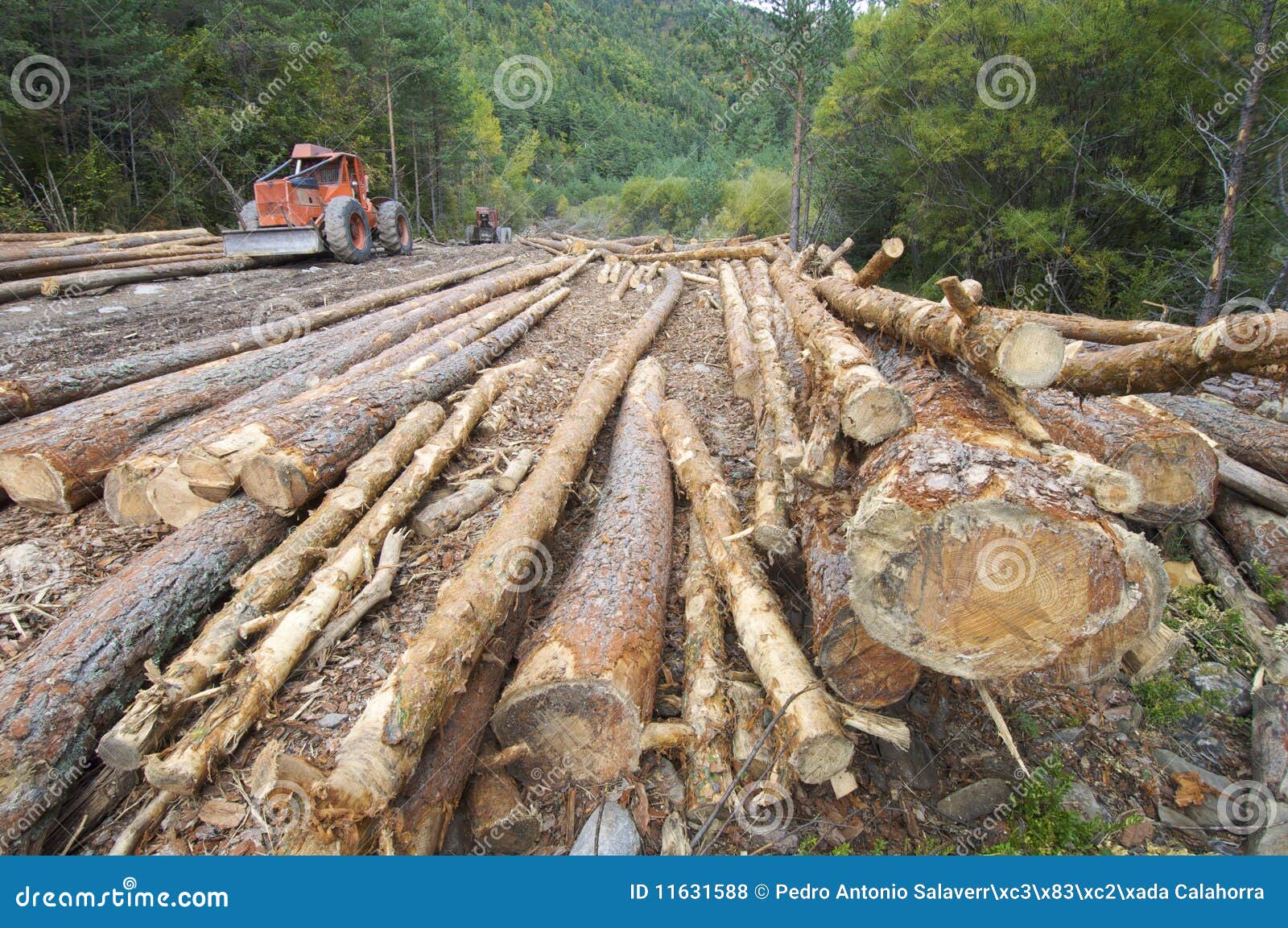 Deforestation stock photo. Image of girder, bulldozer - 11631588