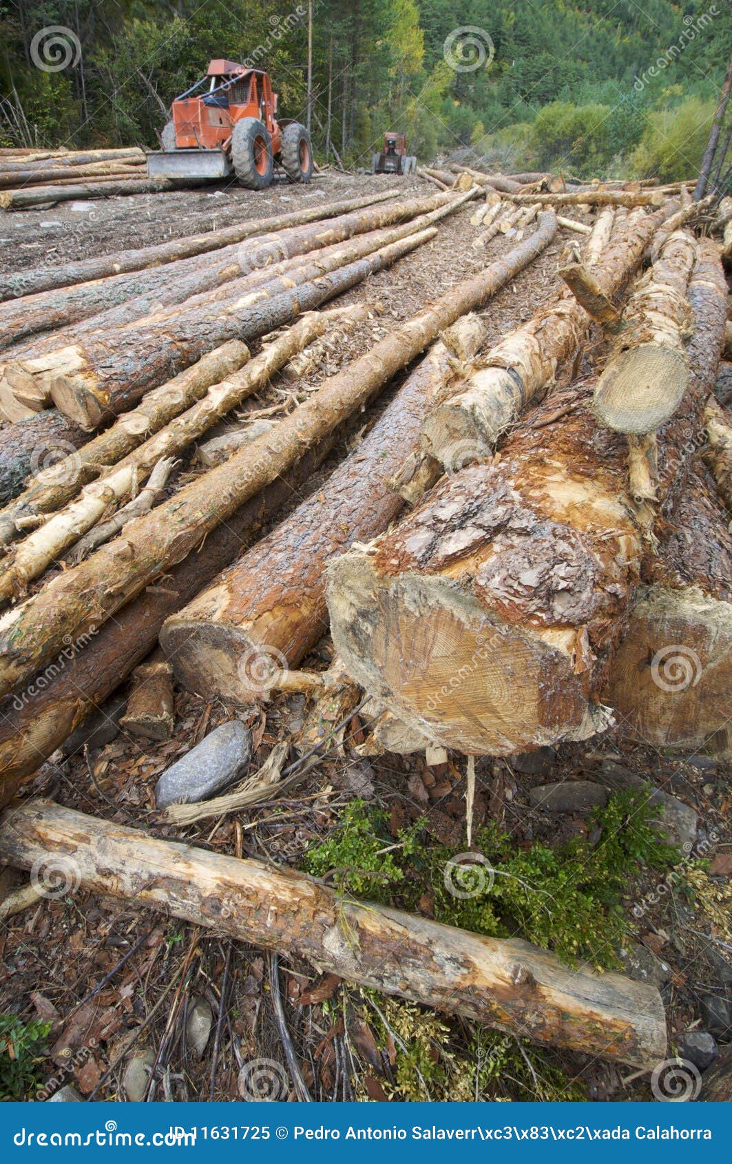 Deforestation stock image. Image of ground, dozer, fell - 11631725
