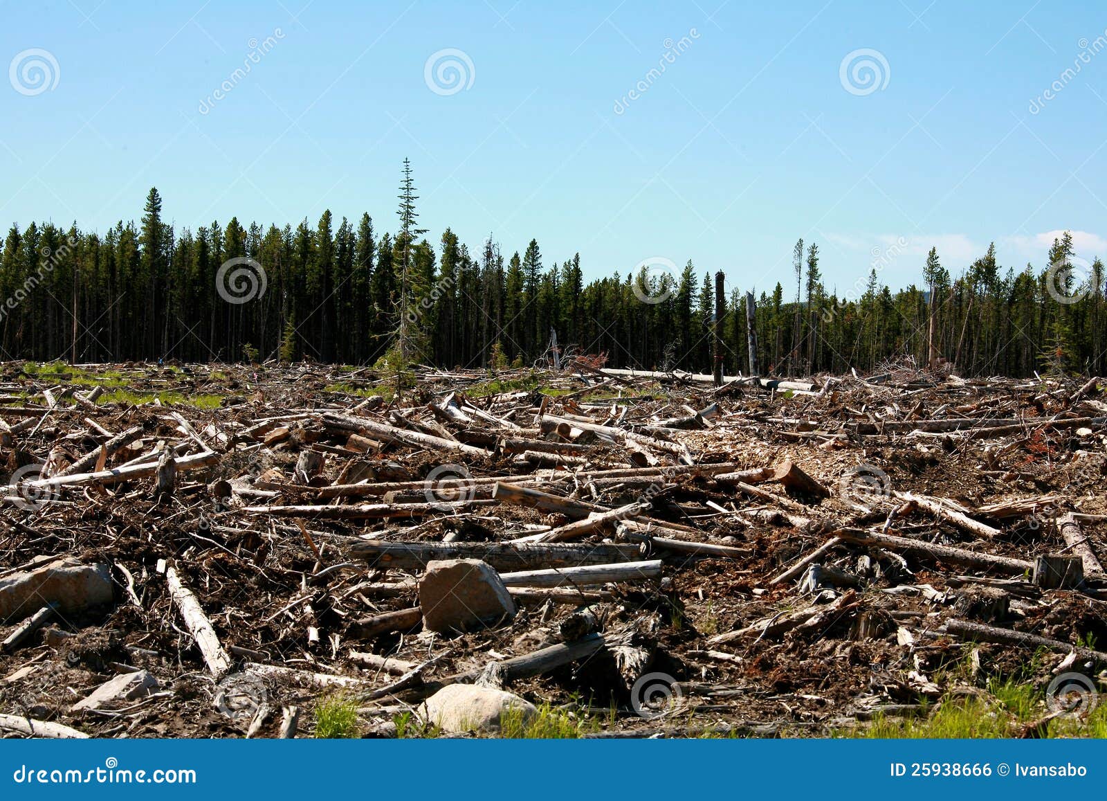 Deforestation stock photo. Image of global, nature, trunk - 25938666