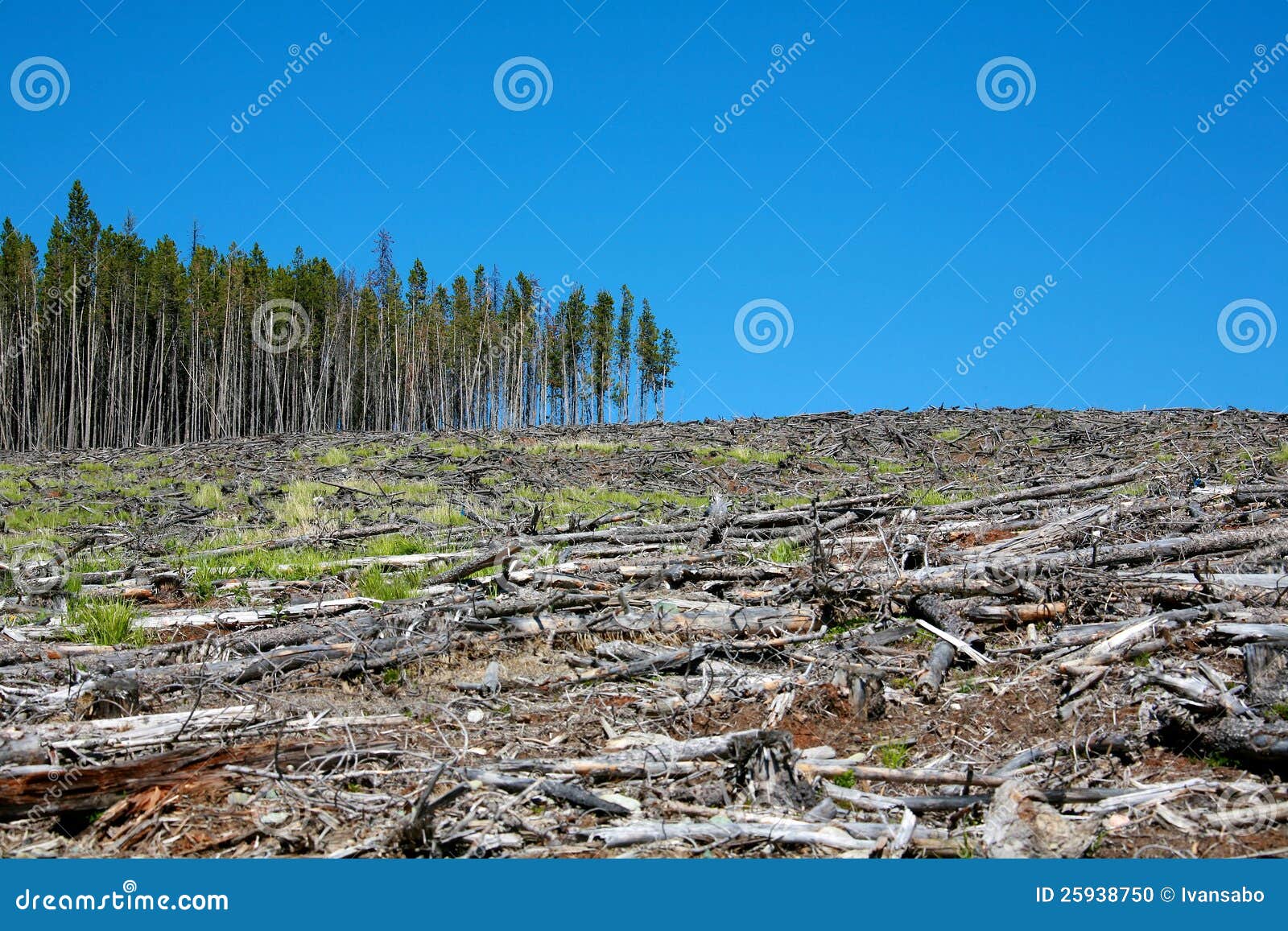 Deforestation stock photo. Image of logs, environmental - 25938750