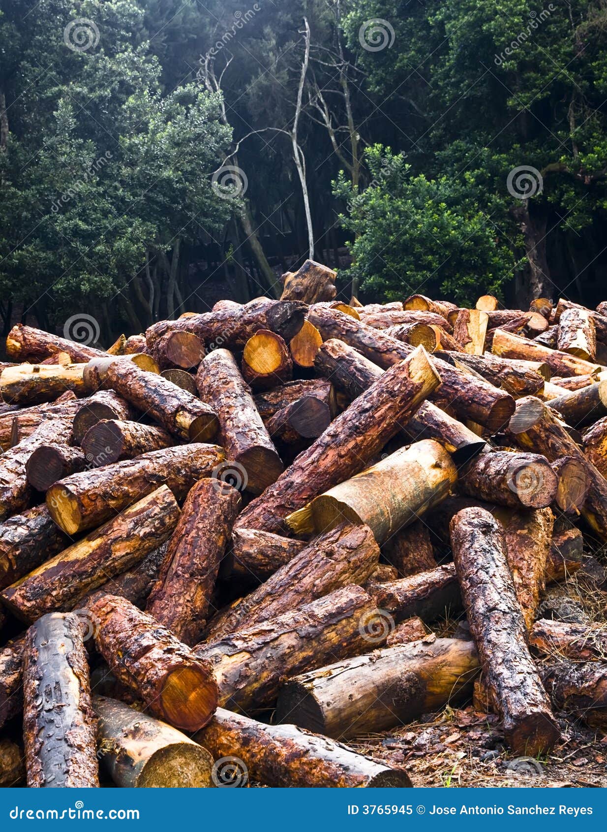 Deforestation stock image. Image of foliage, forest, deforestation ...