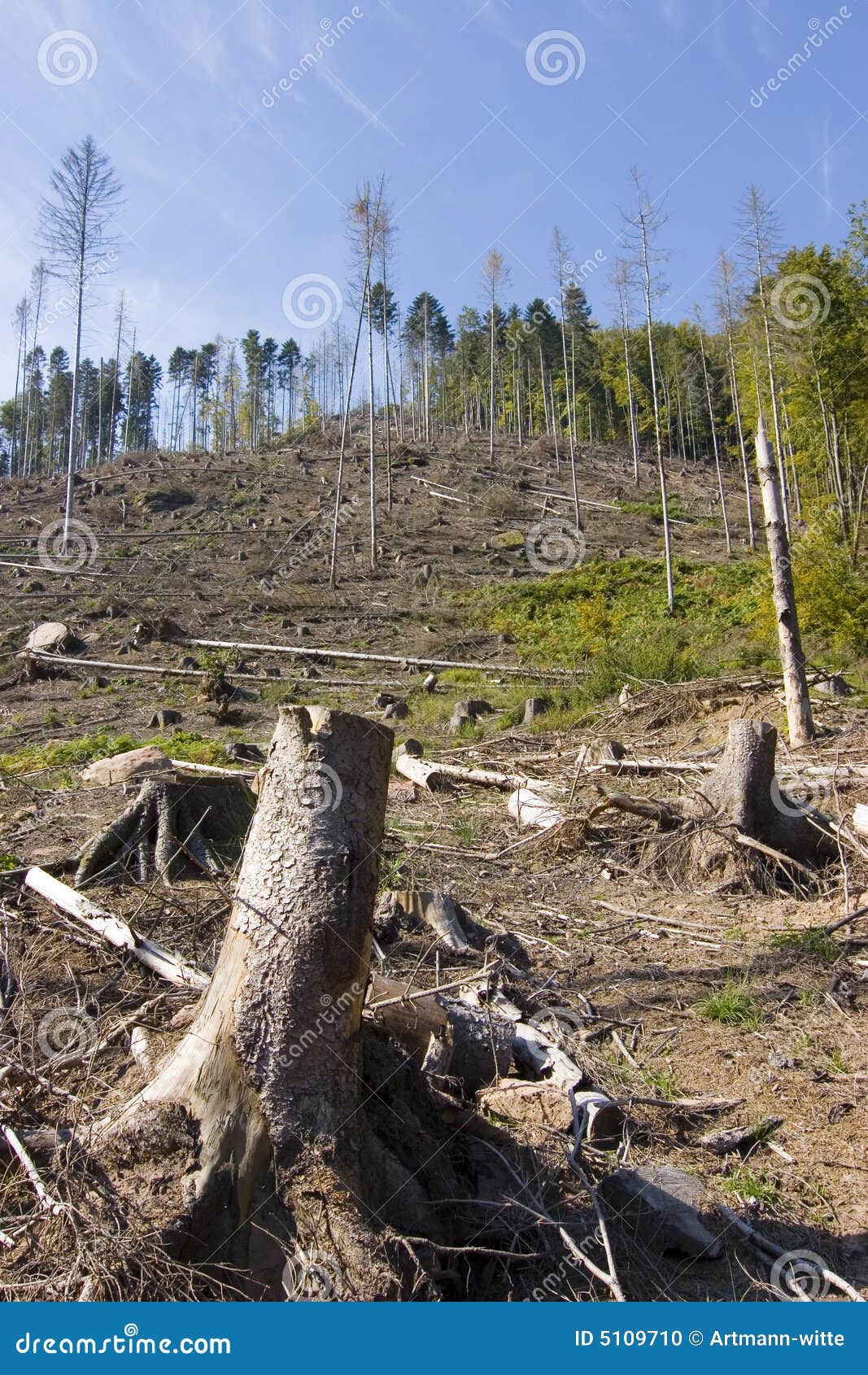 Deforestation stock photo. Image of wood, deforest, trees - 5109710