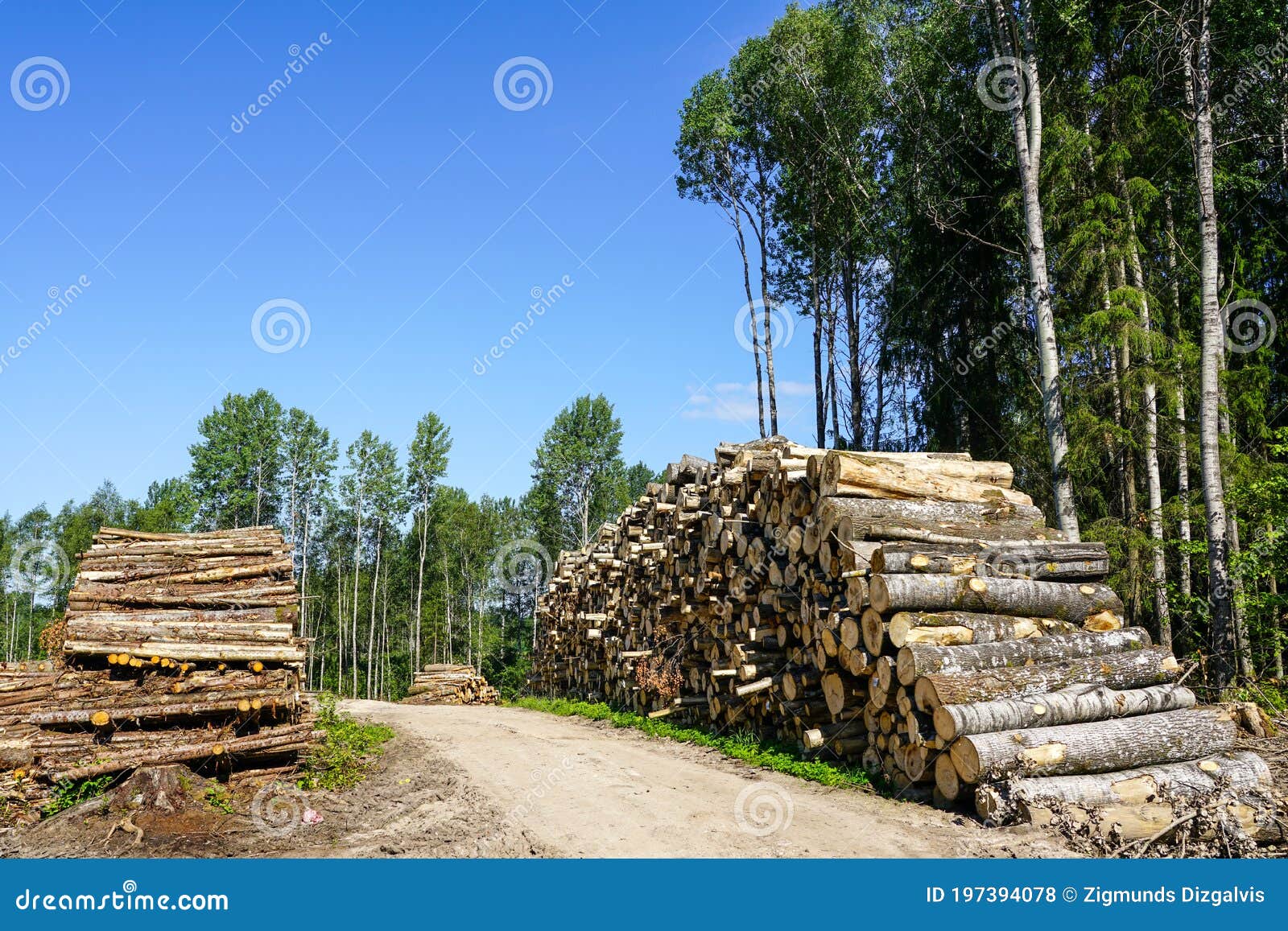 Deforestation Area, Stack of Cutted Trees Ready for Transportation on ...