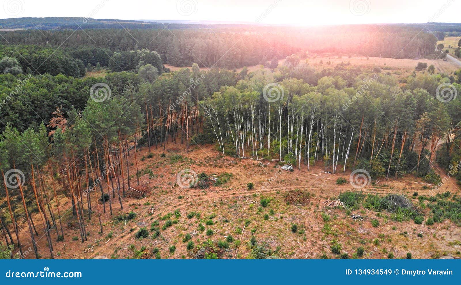 Deforestation Background. Disboscation Of Trees On A Planet. Stock ...