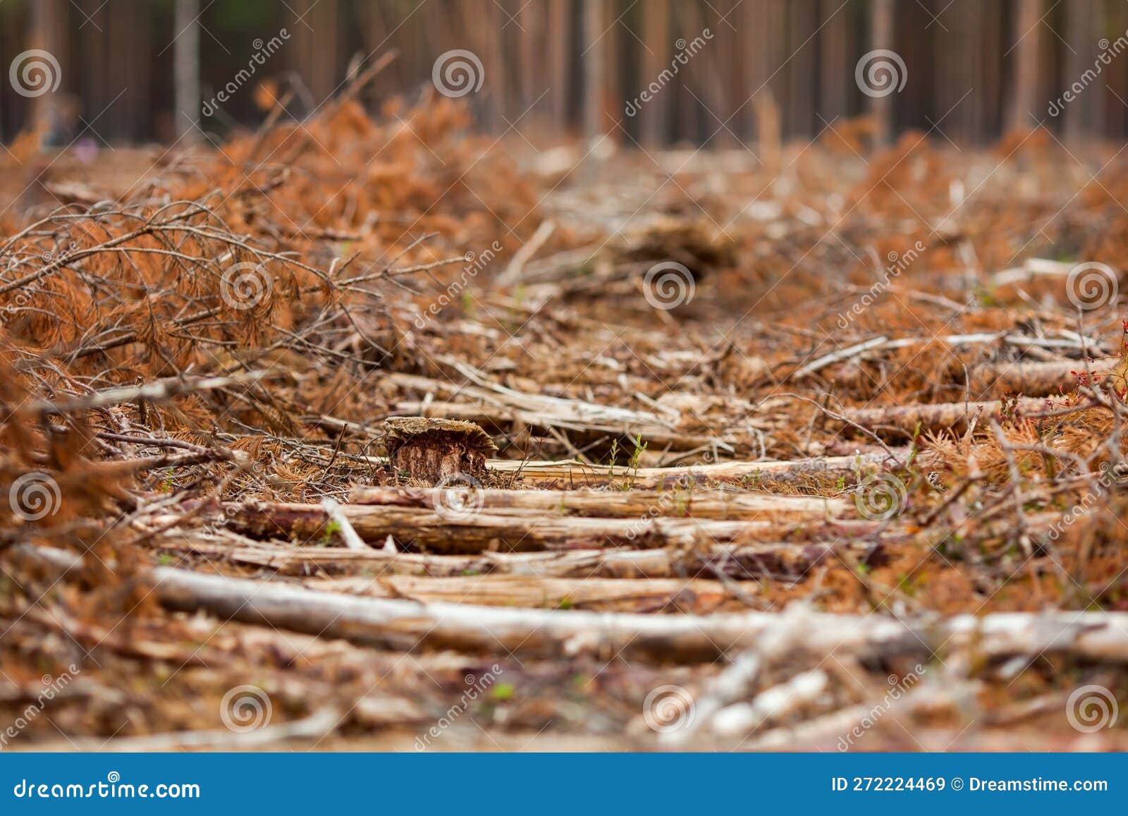 Deforestation. Background with Fallen Branches and Young Trees Stock ...