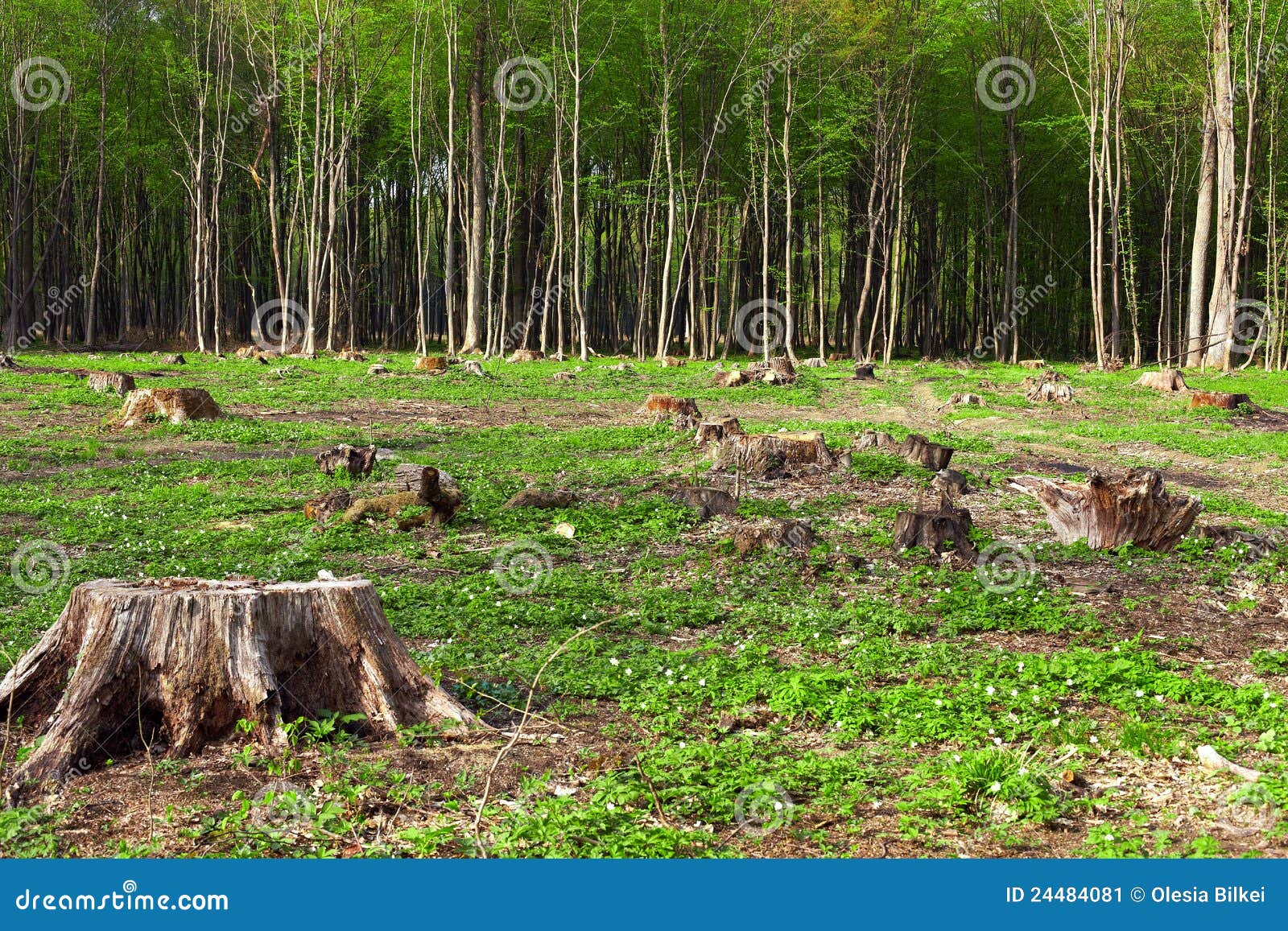 Deforestation of Beautiful Pristine Forest Areas Stock Image - Image of ...