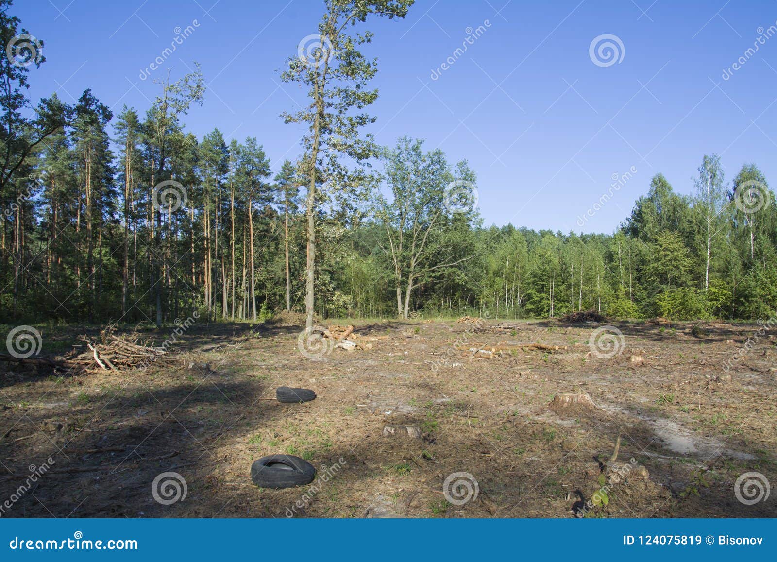 Deforestation of Beautiful Pristine Forest Areas Stock Image - Image of ...