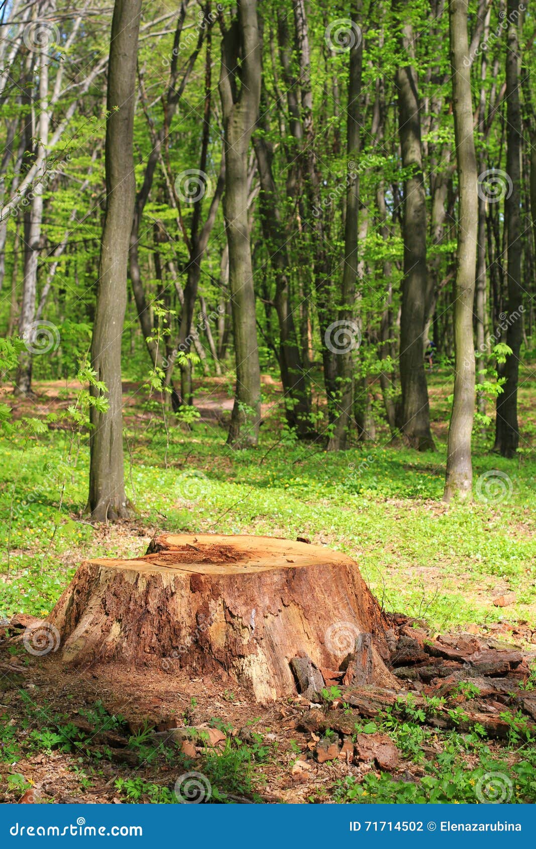Deforestation - Big Tree Stump in the Forest Stock Photo - Image of ...