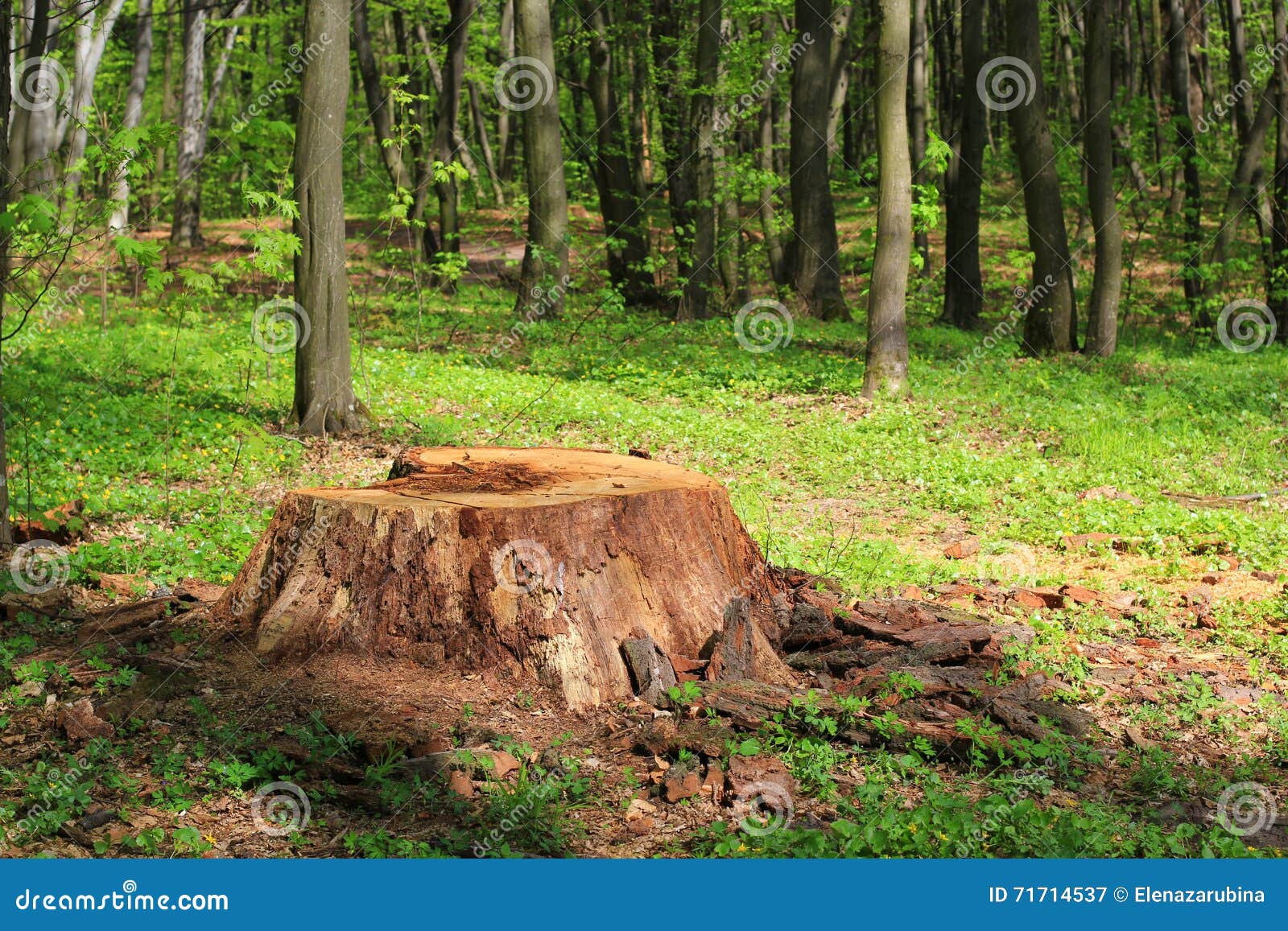 Deforestation - Big Tree Stump in the Forest Stock Image - Image of ...