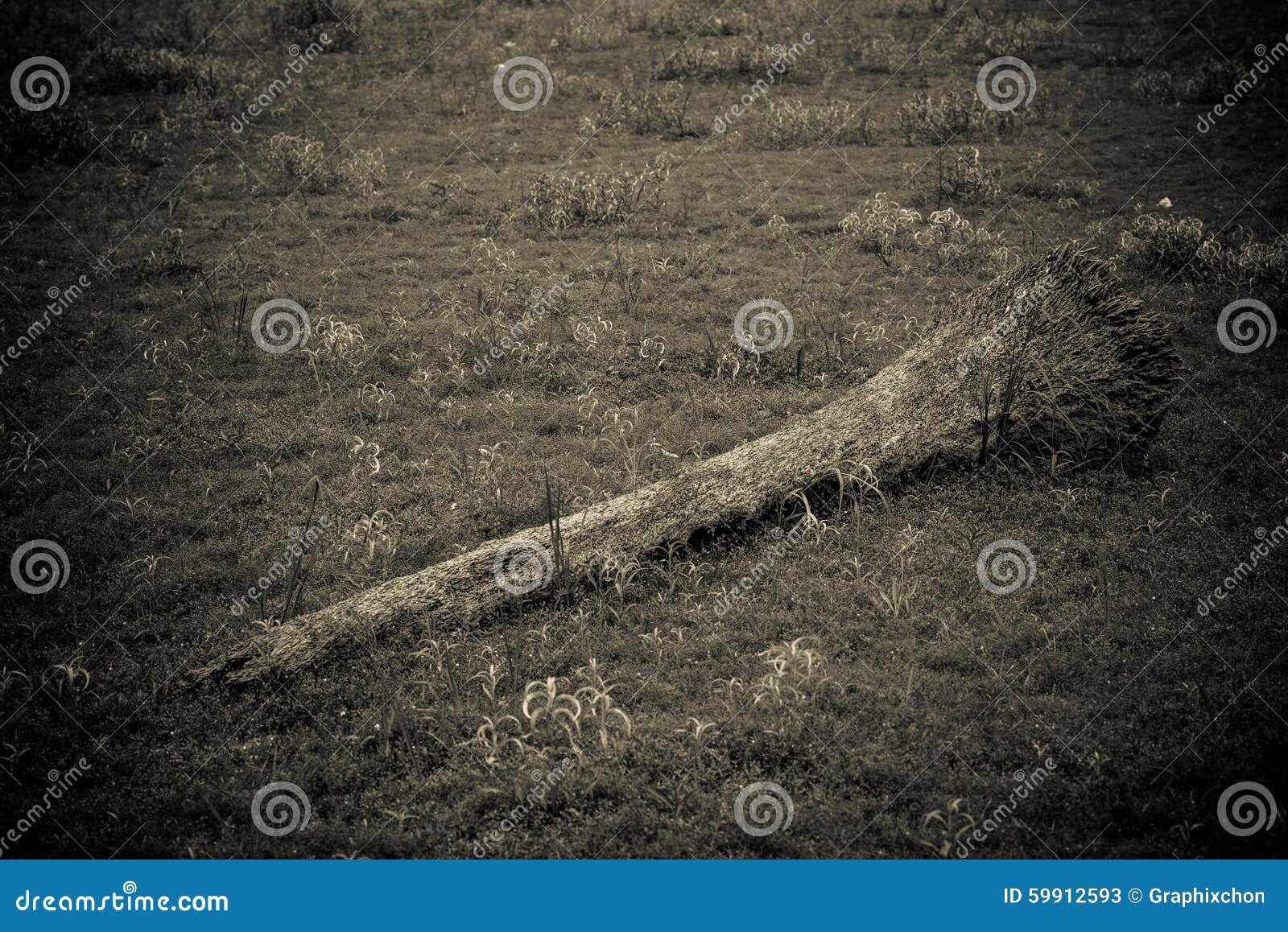 Deforestation stock image. Image of plant, outdoor, deforestation ...