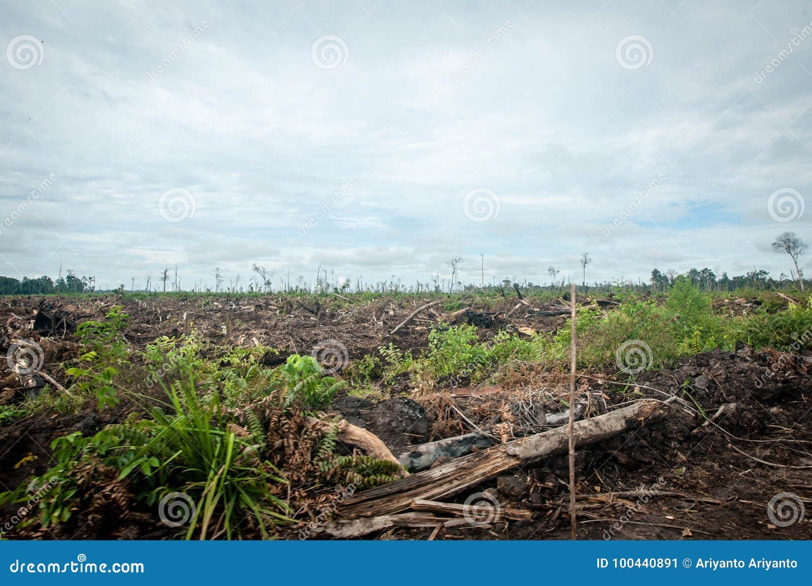 Deforestation in Borneo stock image. Image of landscape - 100440891