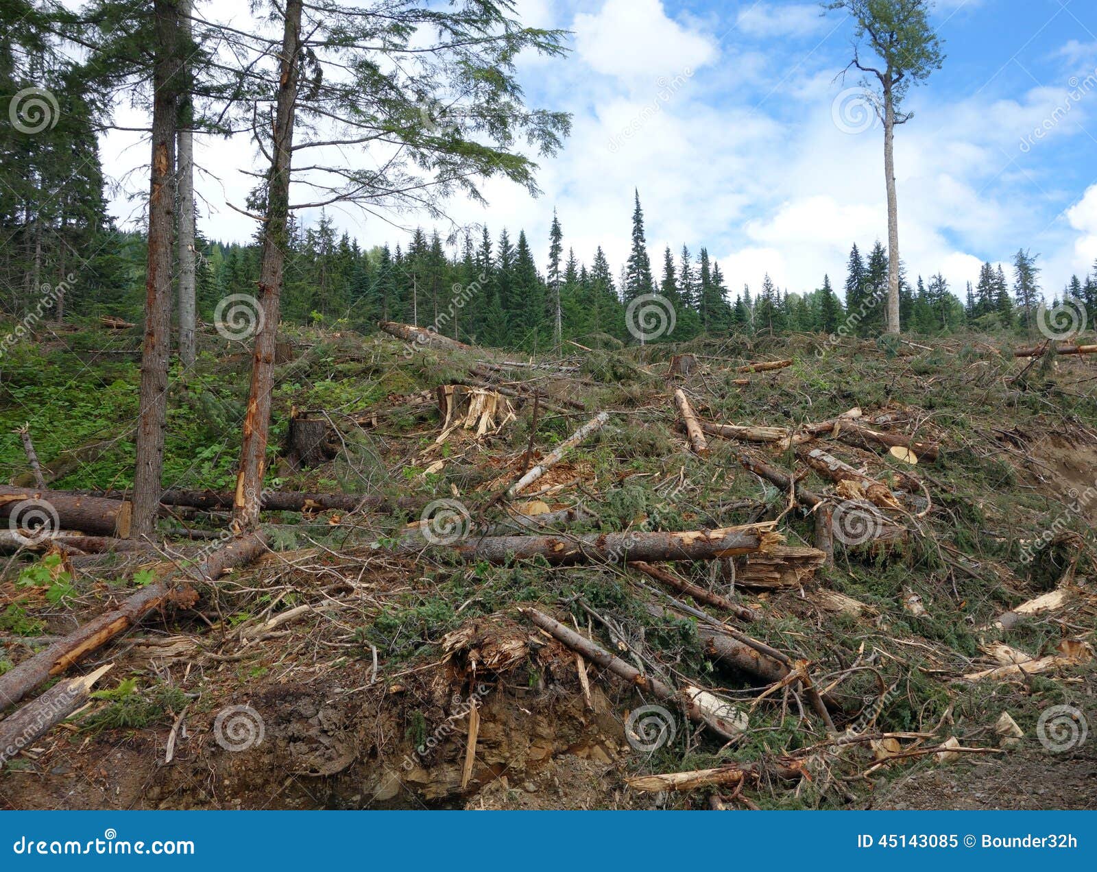 Deforestation in British Columbia Stock Image - Image of wood ...