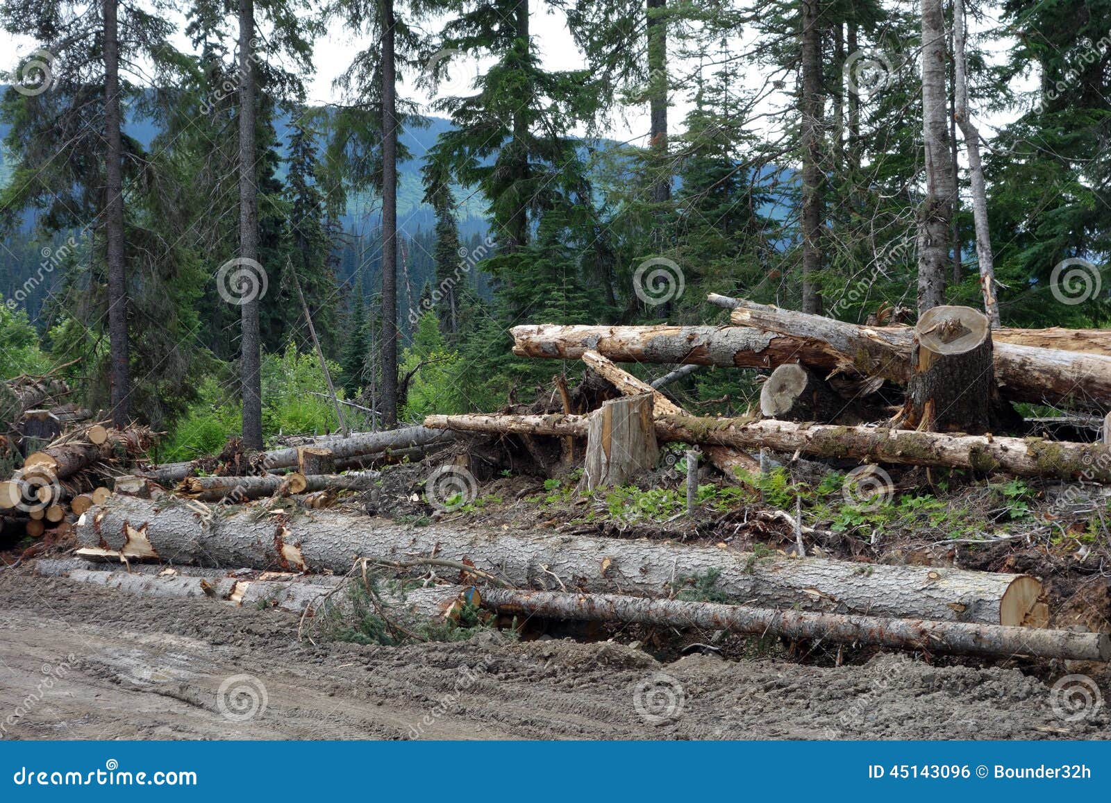 Deforestation in British Columbia Stock Photo - Image of blue ...