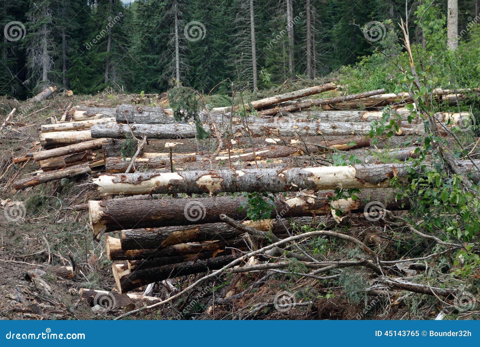 Deforestation in British Columbia Stock Image - Image of green, canada ...