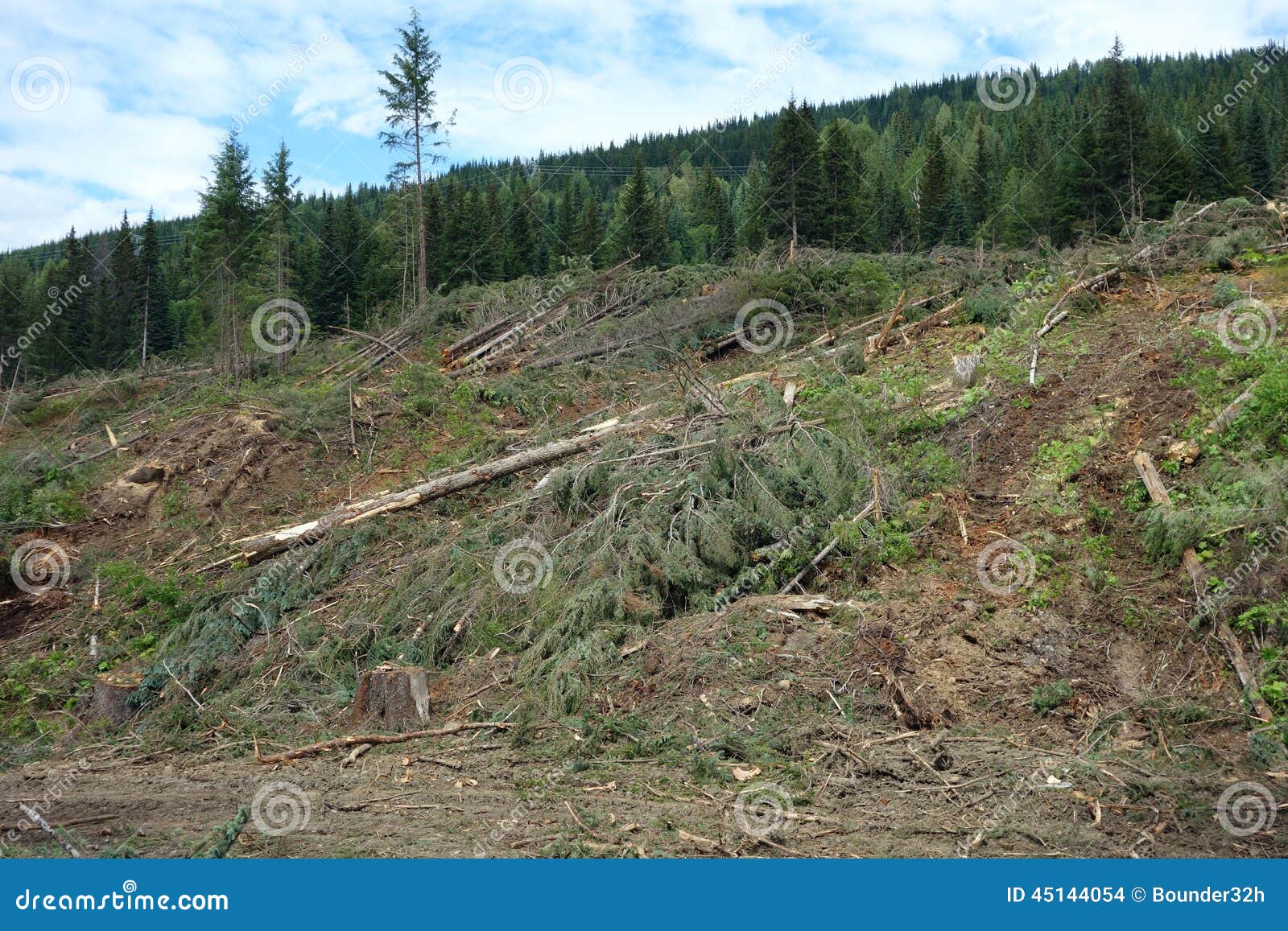 Deforestation in British Columbia Stock Photo - Image of pine, canada ...