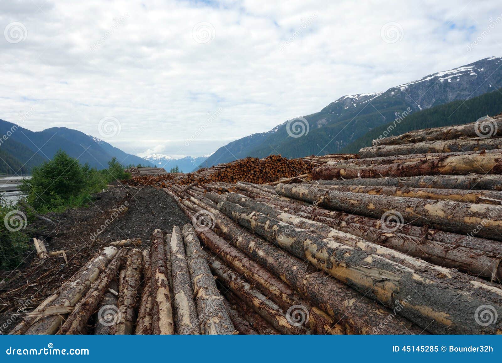 Deforestation in British Columbia Stock Image - Image of trees, pines ...