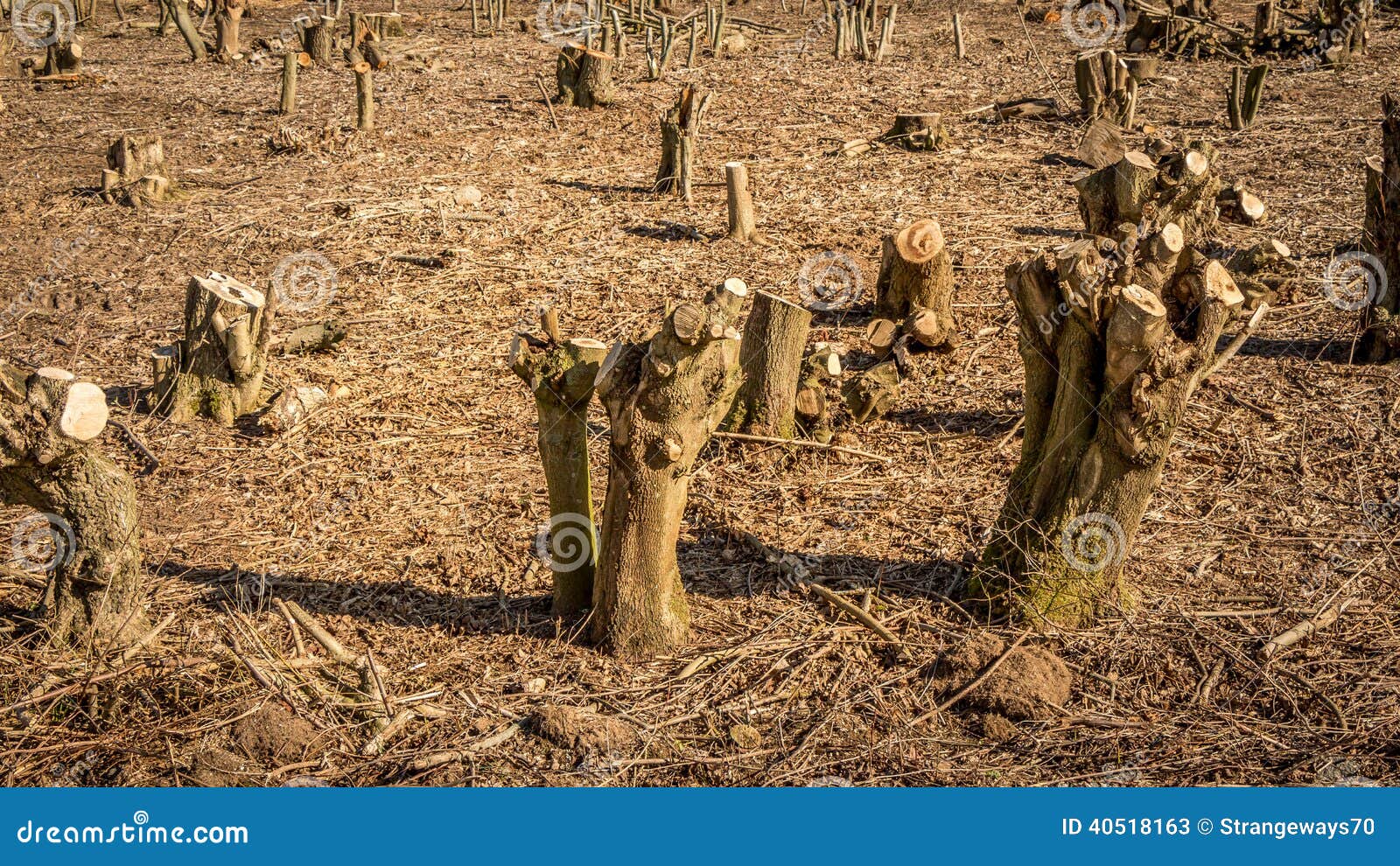 Deforestation stock image. Image of farming, clear, environment - 40518163