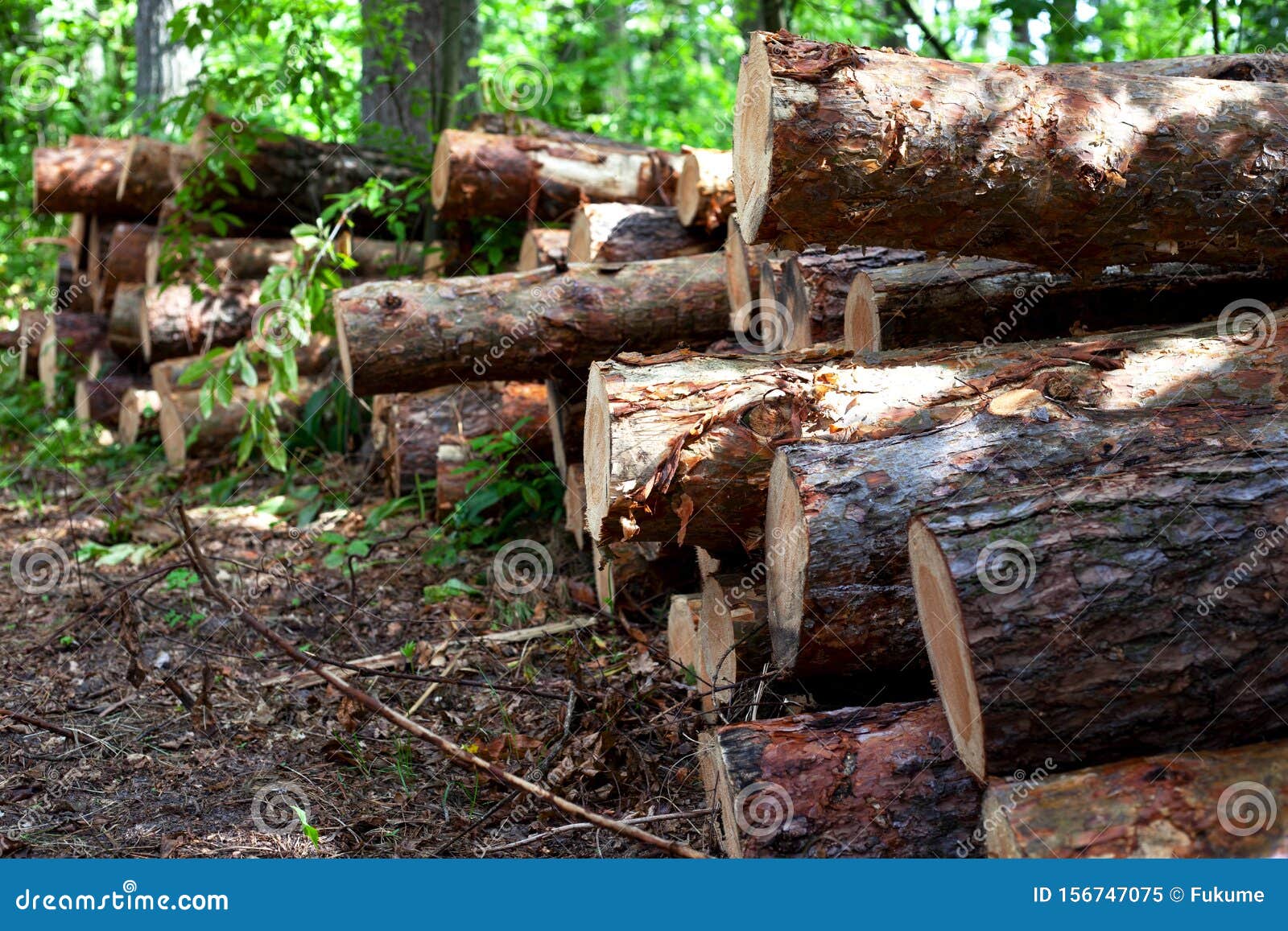 Deforestation, a Bunch of Fallen Trees in the Forest Stock Image ...
