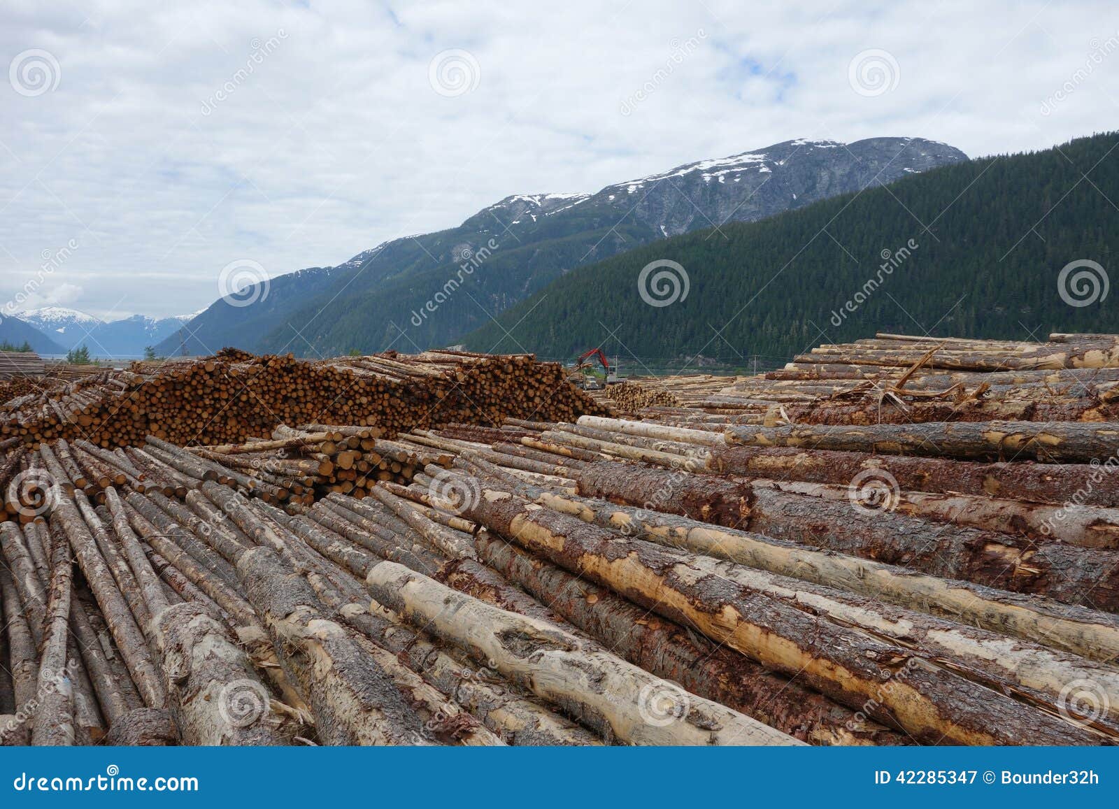 Deforestation in canada. stock image. Image of logging - 42285347
