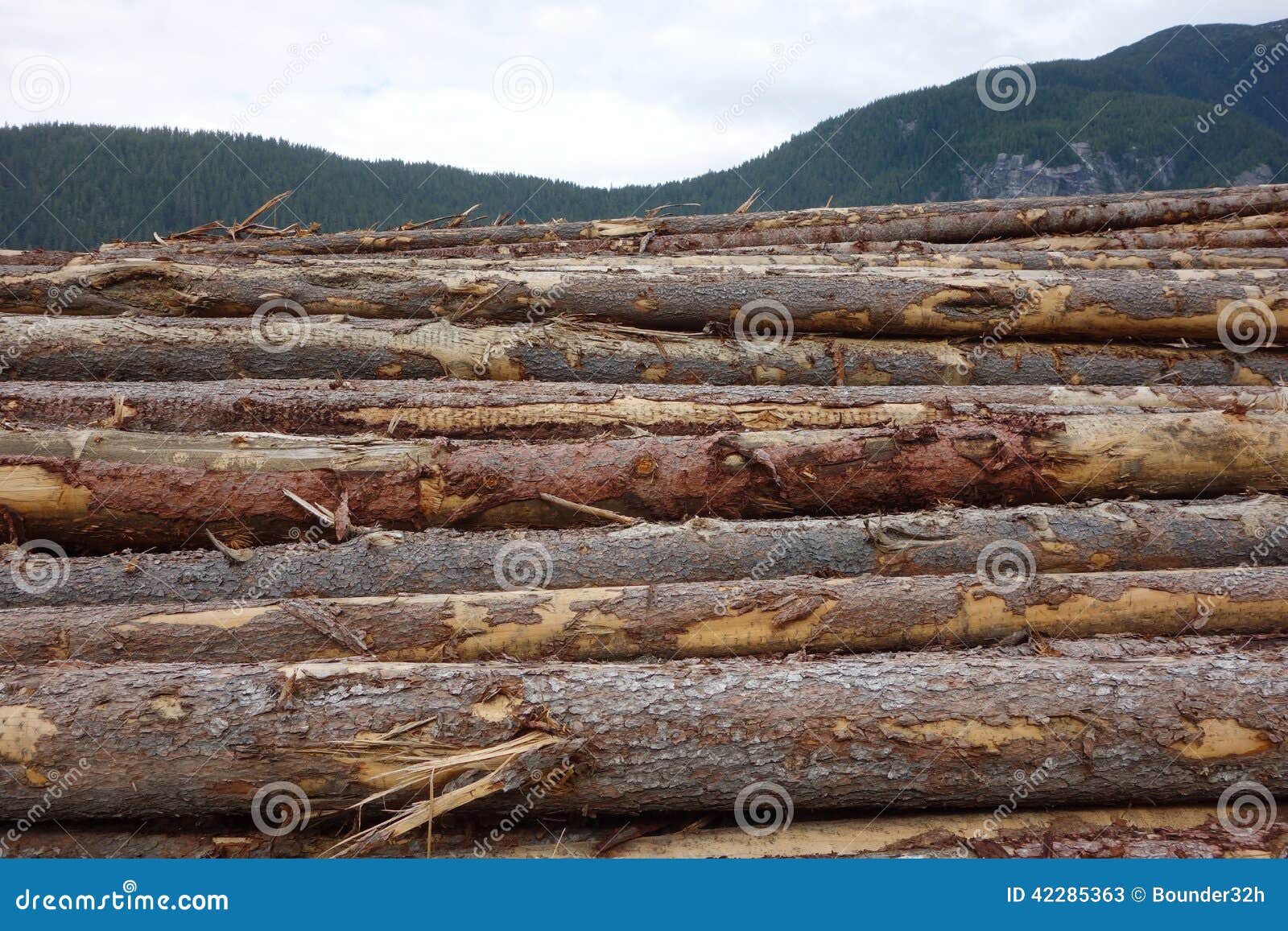 Deforestation in canada. stock image. Image of dead, bark - 42285363