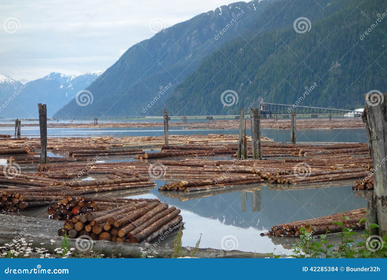 Deforestation in canada. stock photo. Image of forests - 42285384