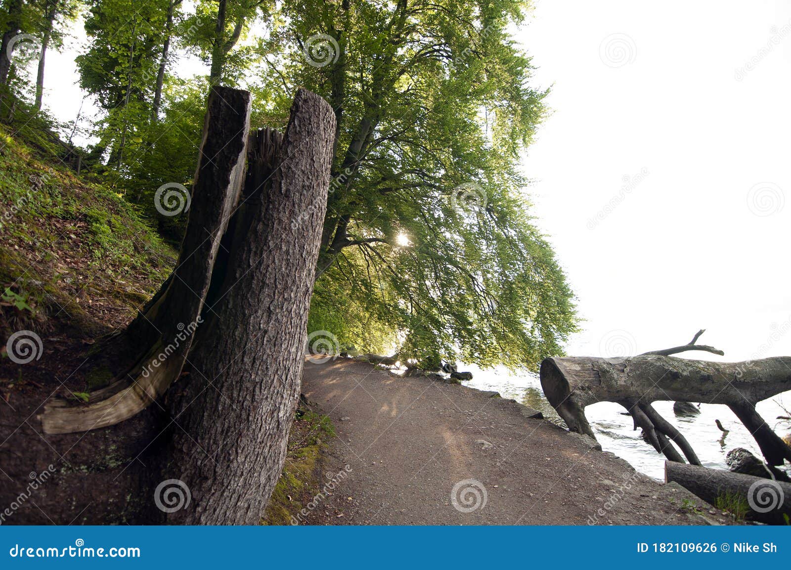 Deforestation: Chopped Tree Trunk Stock Photo - Image of interlaken ...
