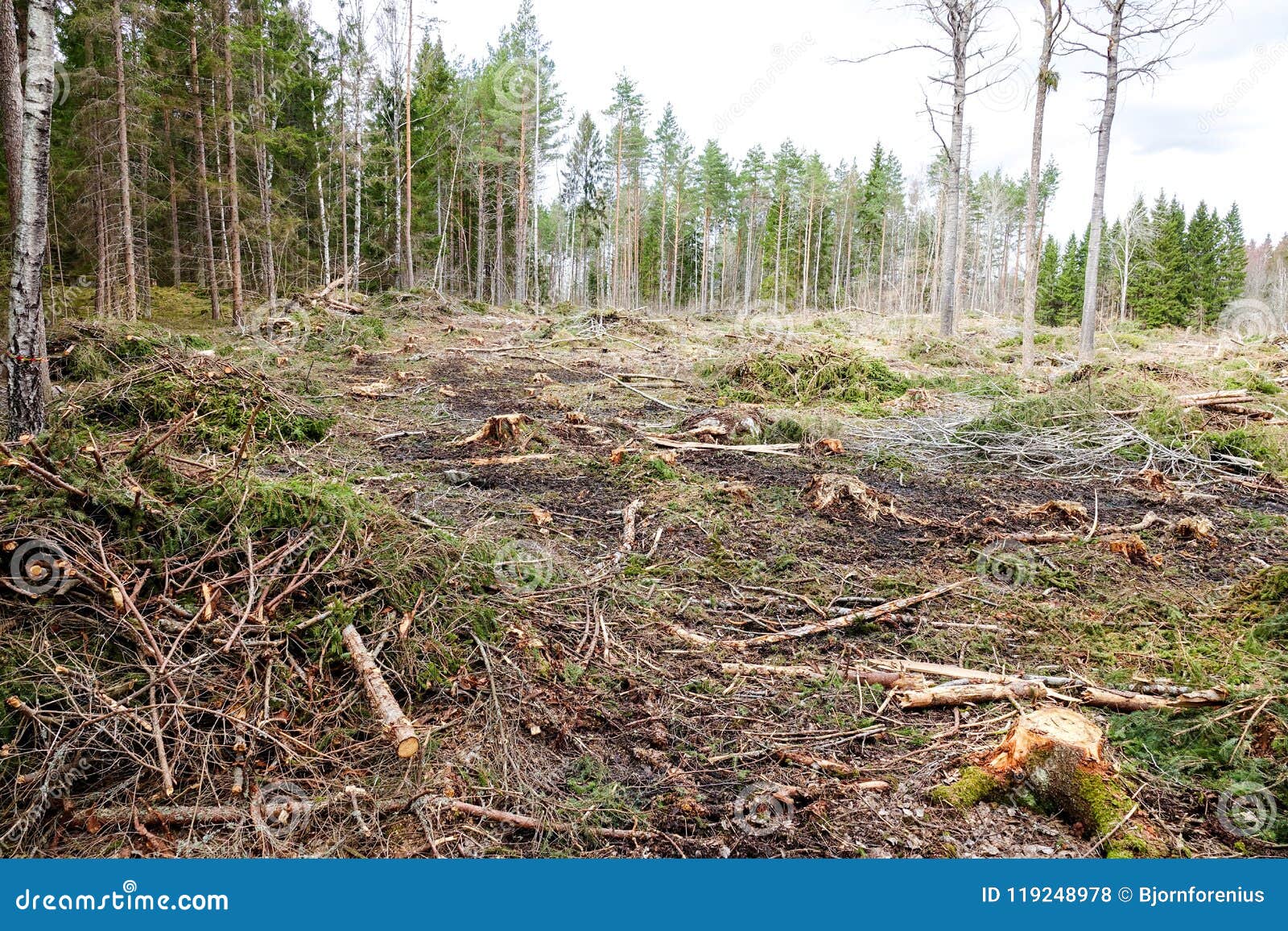 Deforestation / Clearcutting Stock Photo - Image of conservation ...