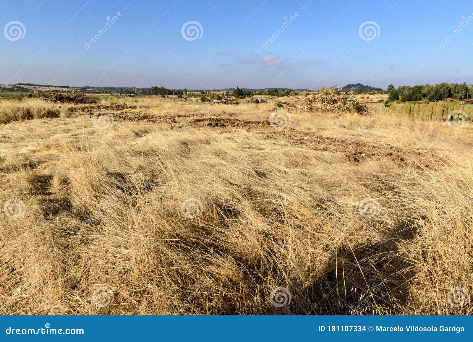 Deforestation in a Cleared Field. Stock Photo - Image of mountain ...