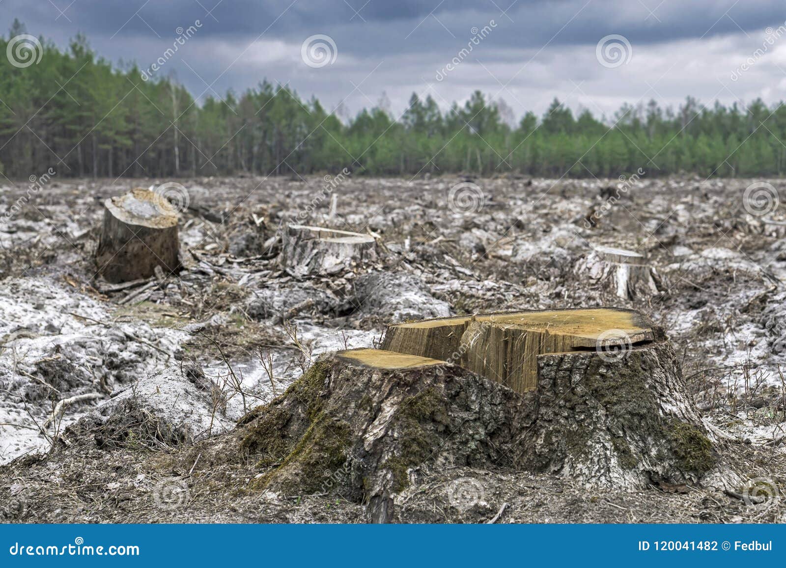 Deforestation. Stump of Tree after Cutting Forest Stock Photo - Image ... Deforestation. Stump of Tree after Cutting Forest Stock Photo - Image ...