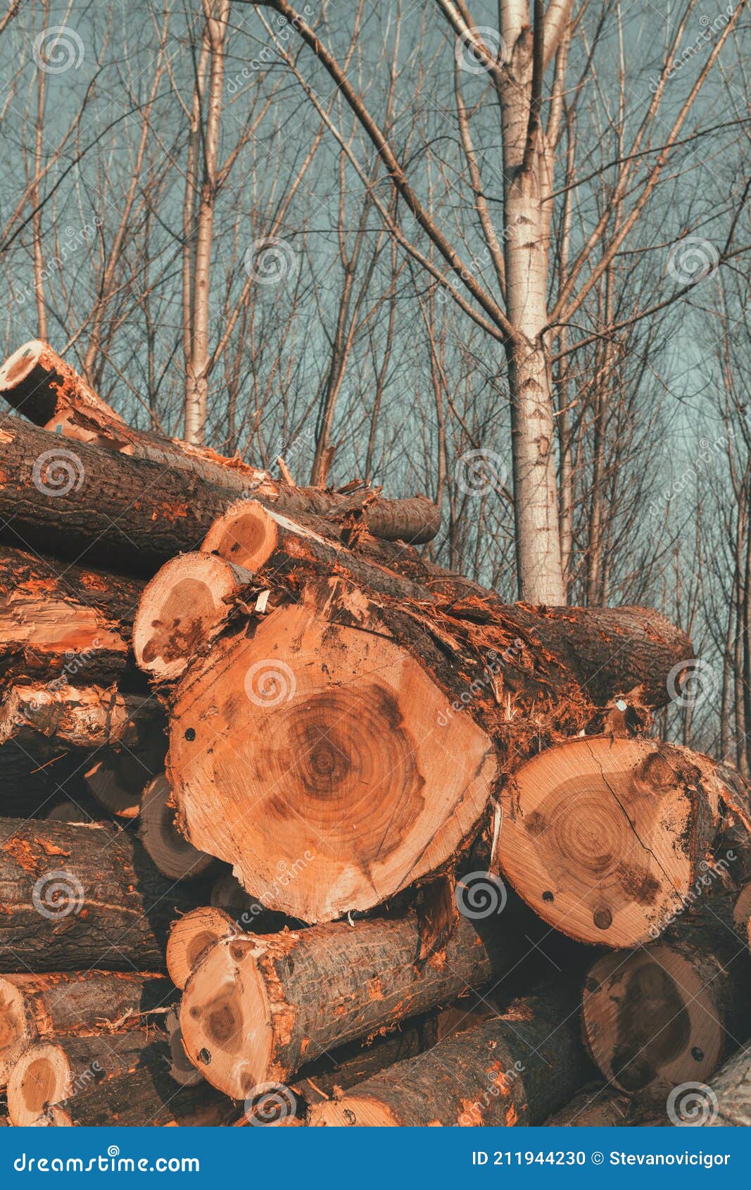 Deforestation Concept - Logging Timber in Wood Industry, Pile of Cut ...