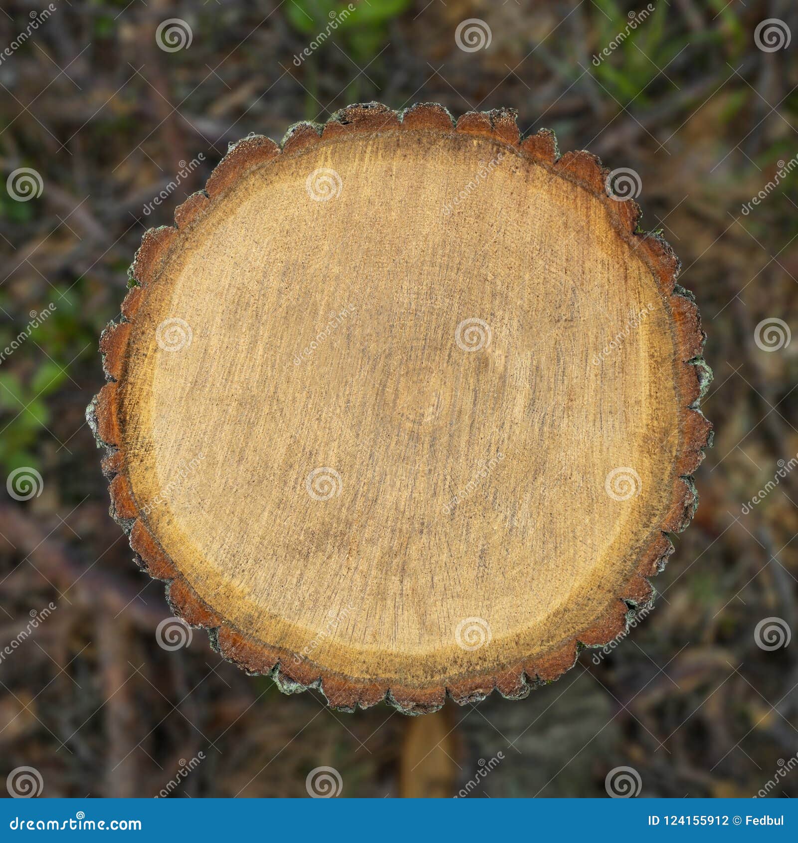 Deforestation Concept. Stump Cross Section of Pine Tree after Cutting ...