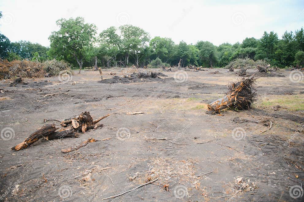 Deforestation Concept. Stump of Tree after Cutting Forest. Stock Photo ...