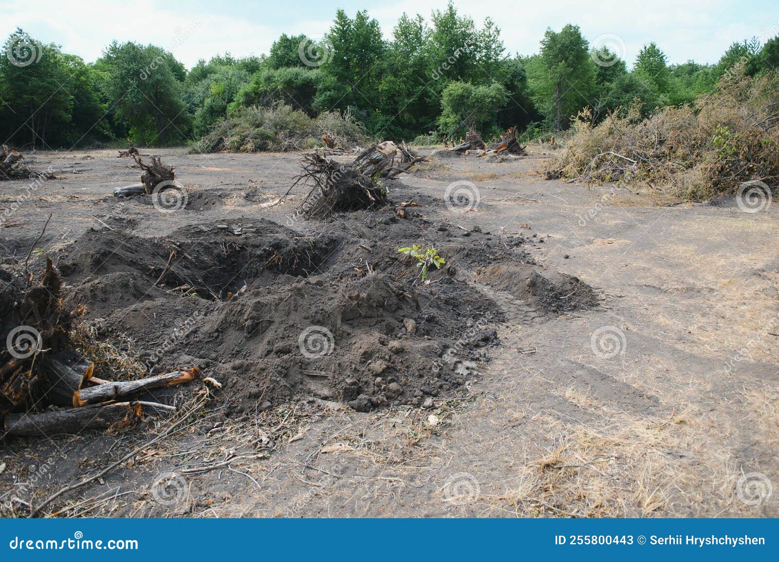 Deforestation Concept. Stump of Tree after Cutting Forest. Stock Image ...