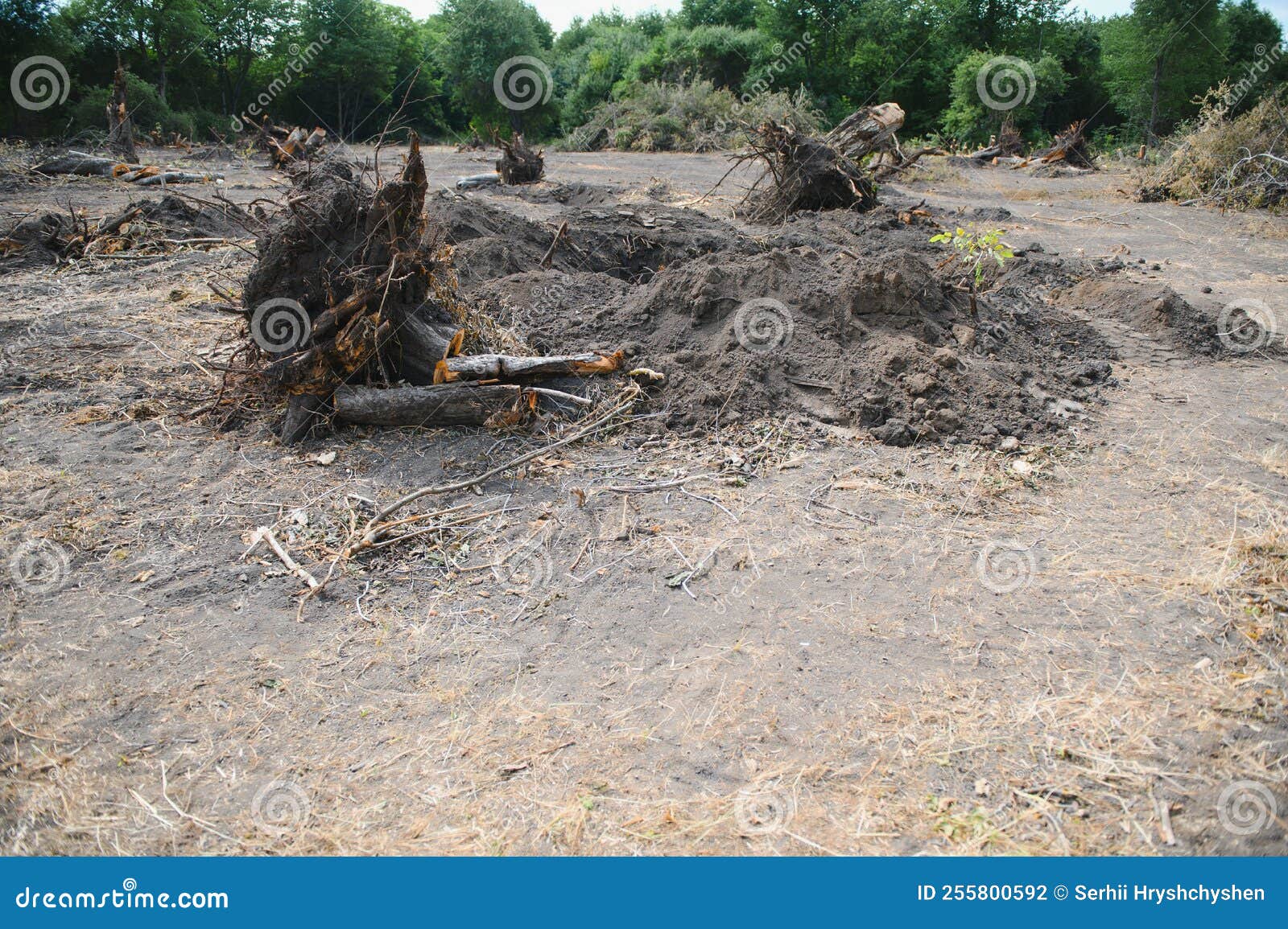 Deforestation Concept. Stump of Tree after Cutting Forest. Stock Photo ...
