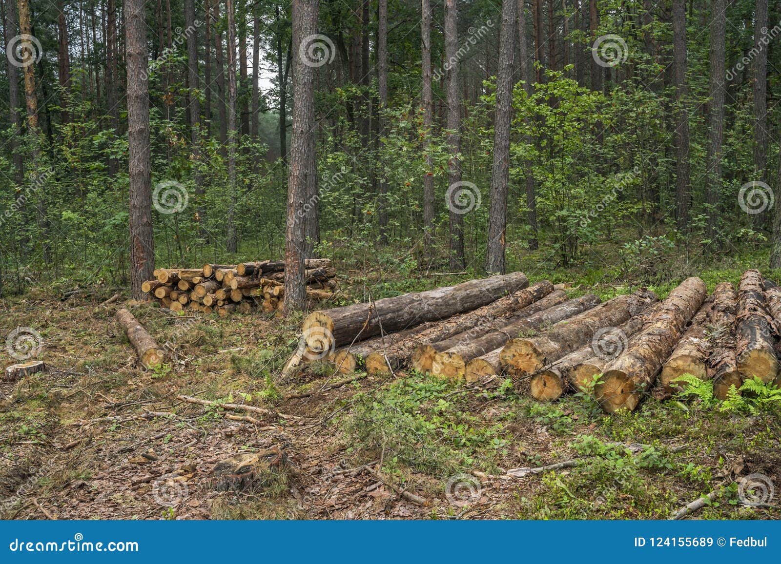 Deforestation Concept. Stumps, Logs and Branches of Tree after Cutting ...